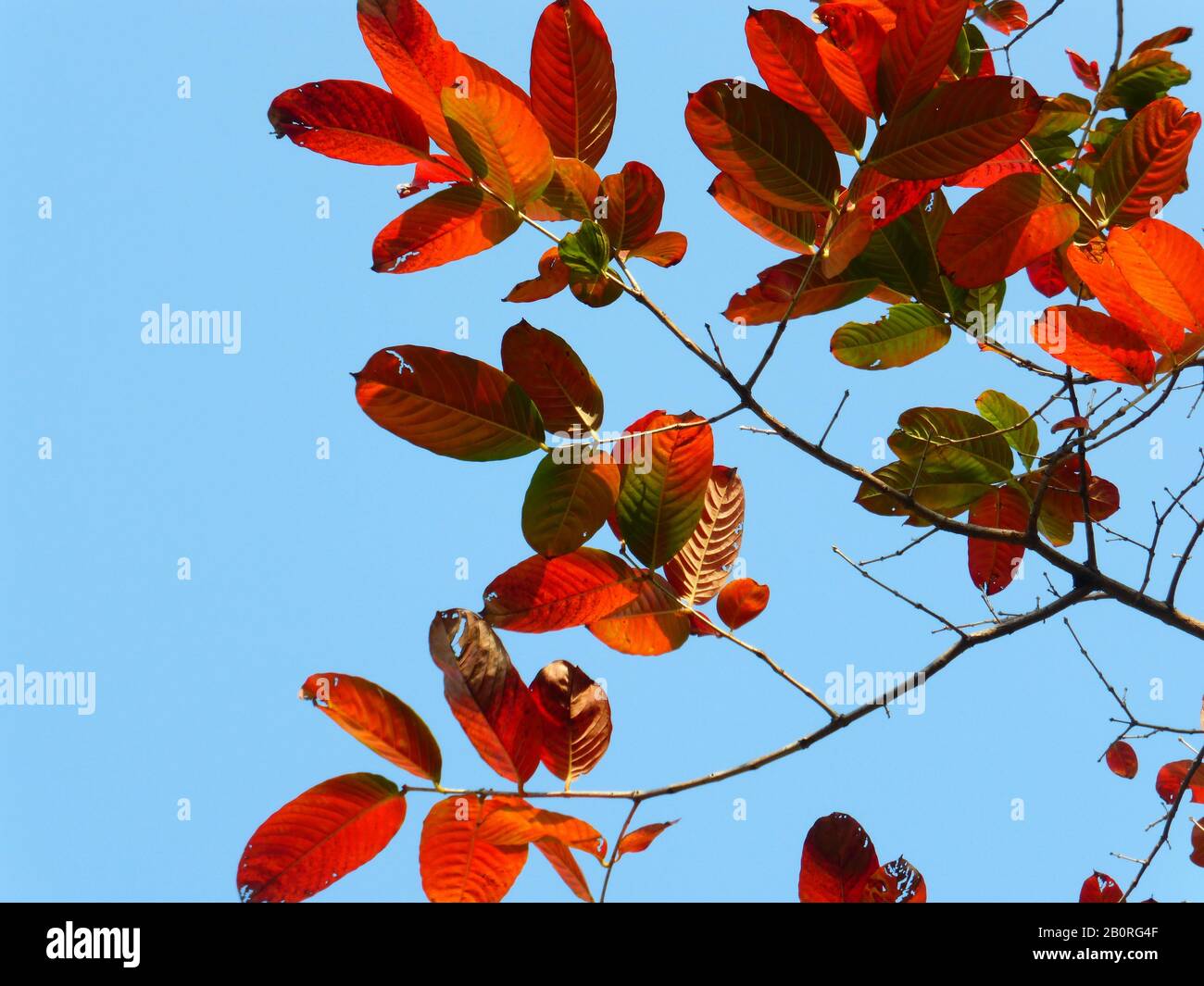 Red leaves, very beautiful Stock Photo - Alamy