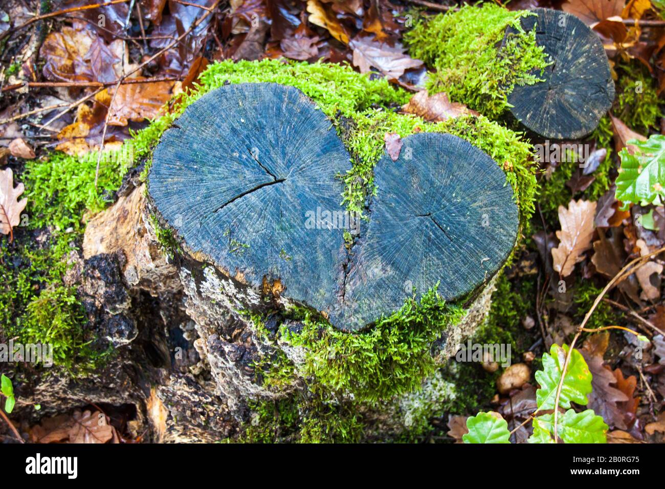 Broken heart tree hi-res stock photography and images - Alamy