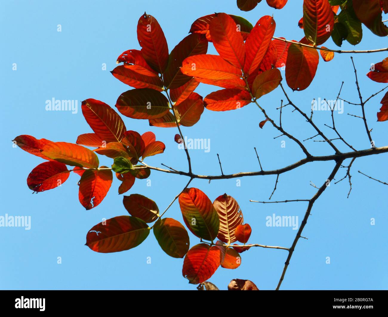 Red leaves, very beautiful Stock Photo - Alamy