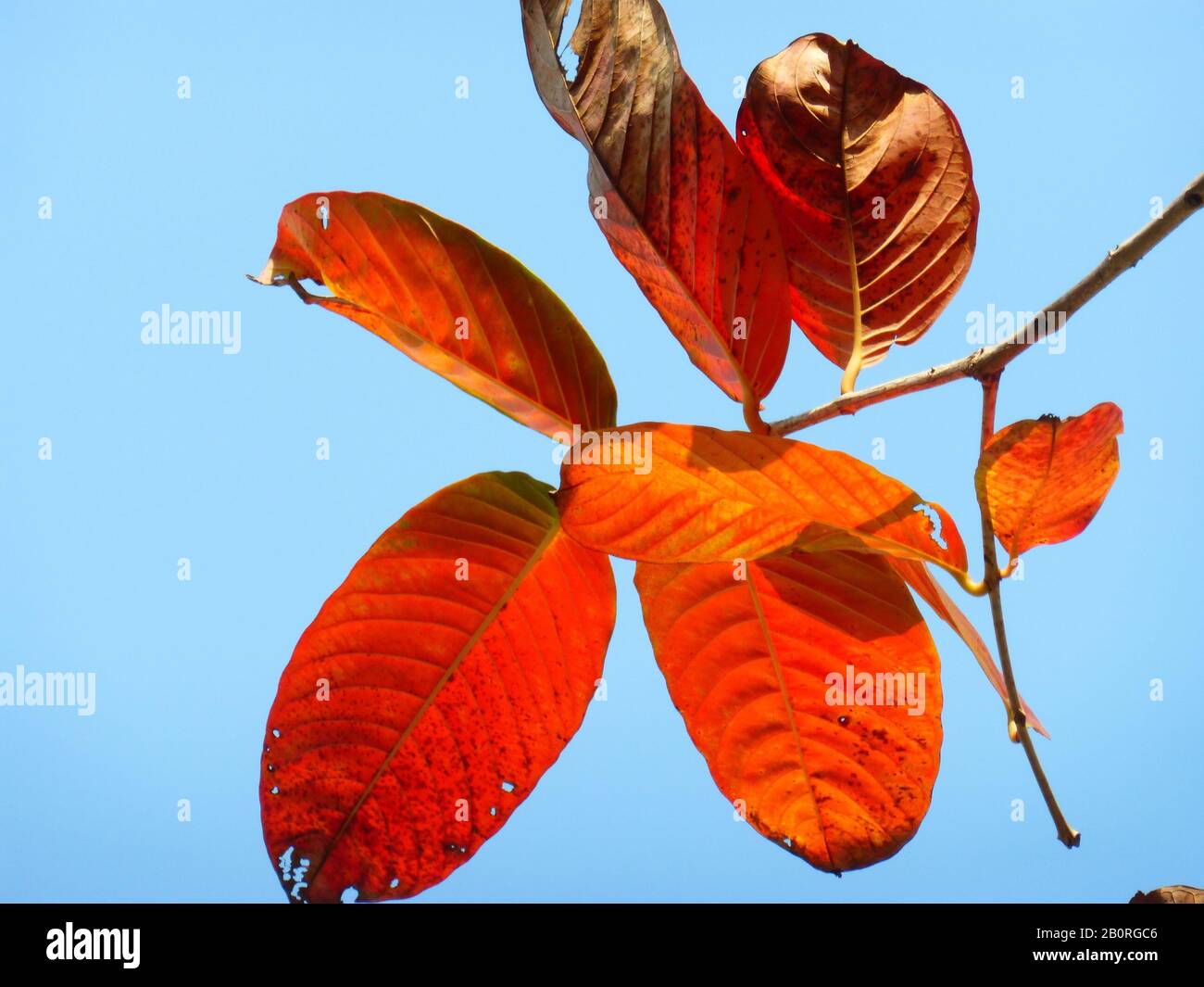 Red leaves, very beautiful Stock Photo - Alamy