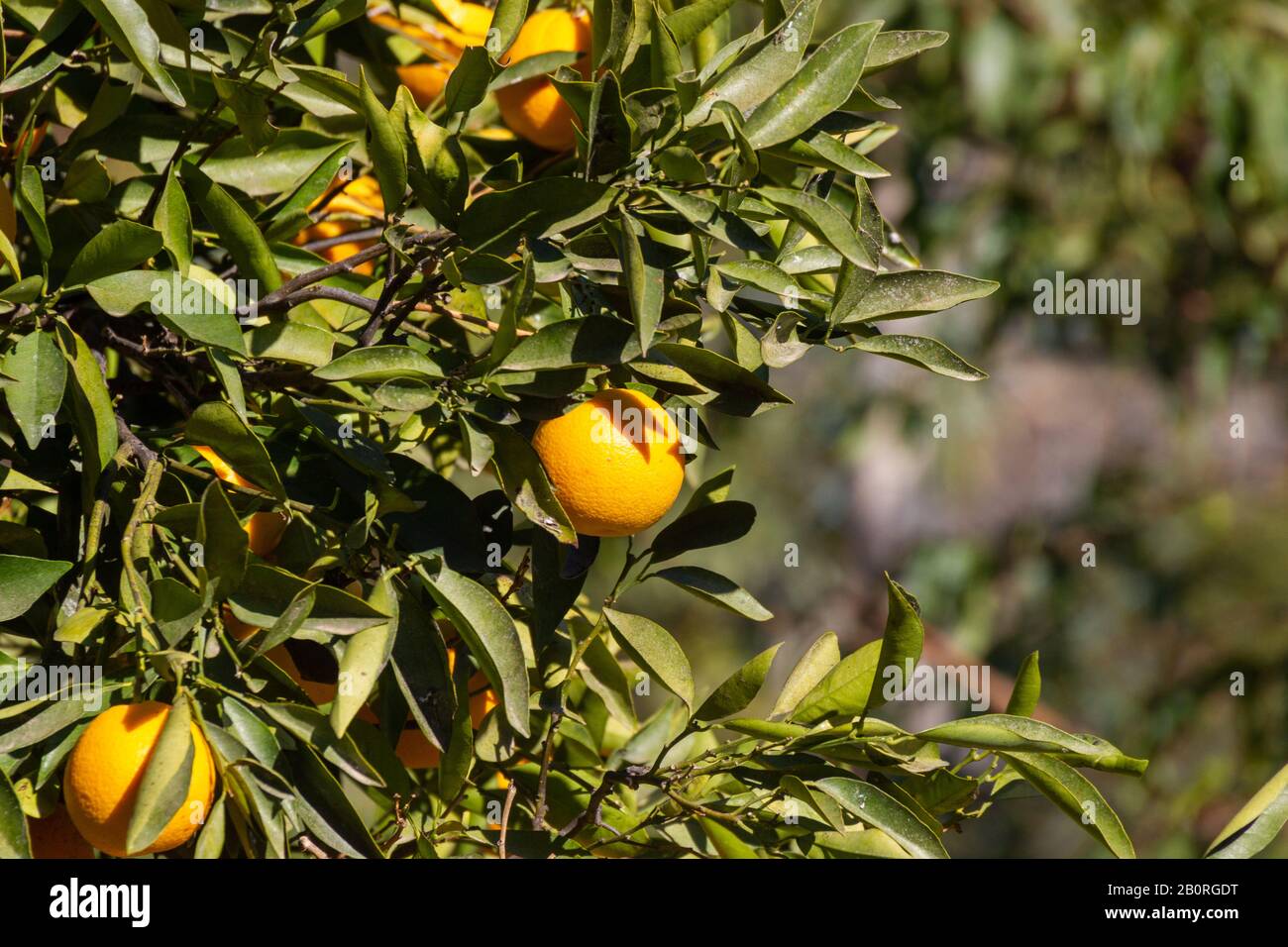 Orange garden ripe oranges hi-res stock photography and images - Alamy