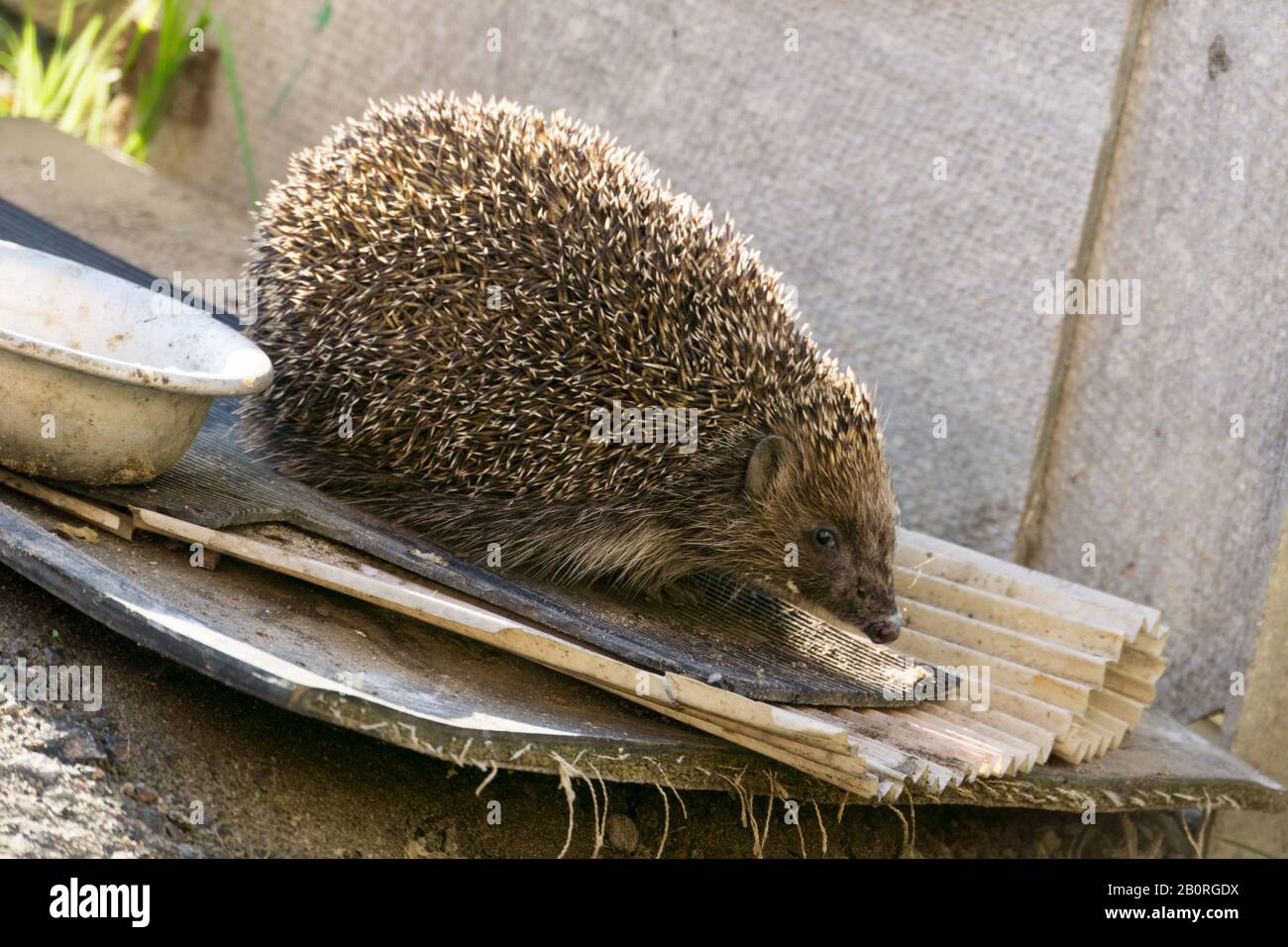 Cute big hedgehog on a walk in the garden Stock Photo - Alamy