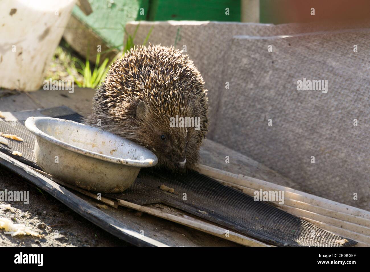 Cute big hedgehog on a walk in the garden Stock Photo - Alamy