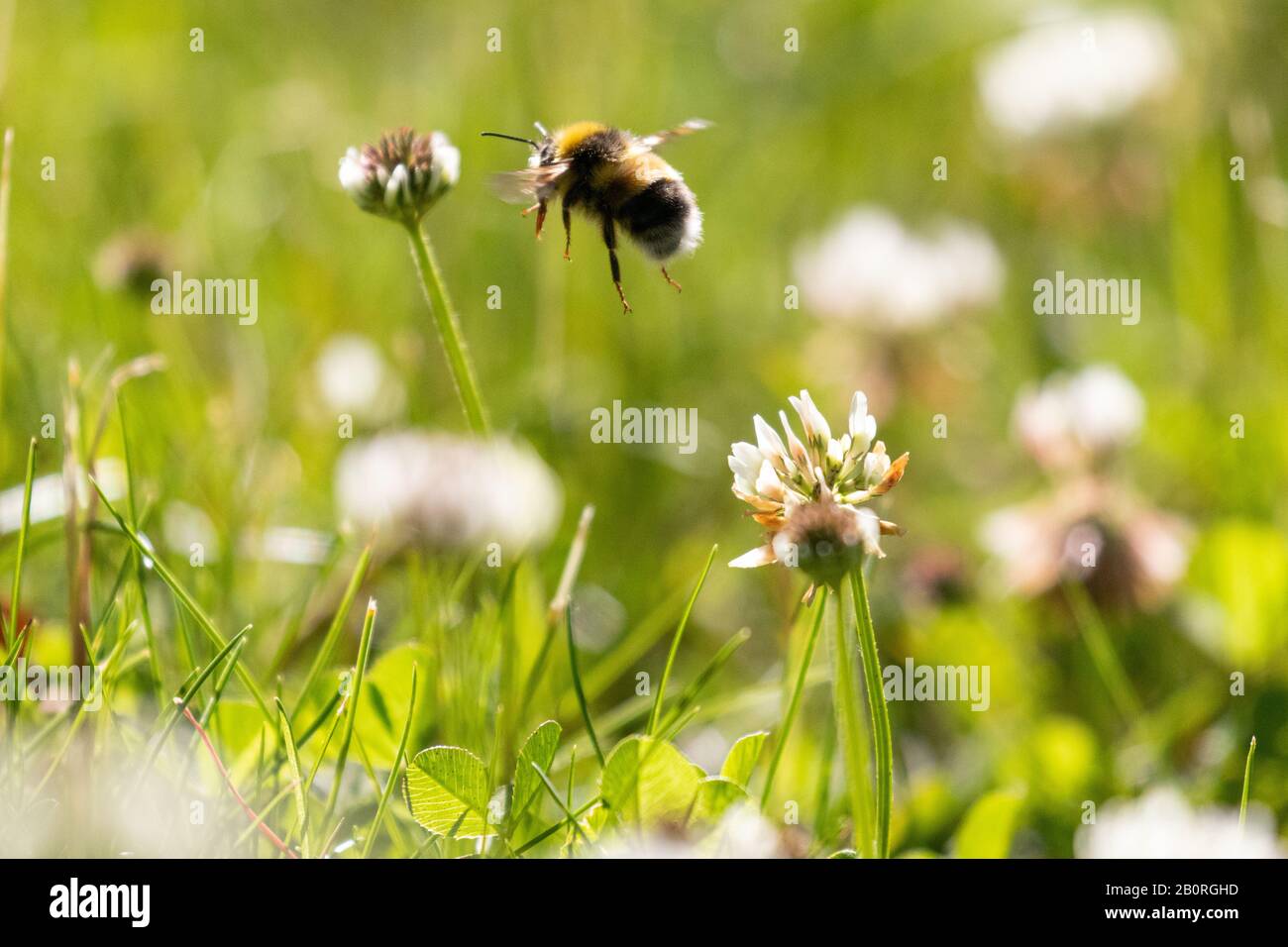 Bees among beautiful white clover flowers in the bright sunshine Stock ...