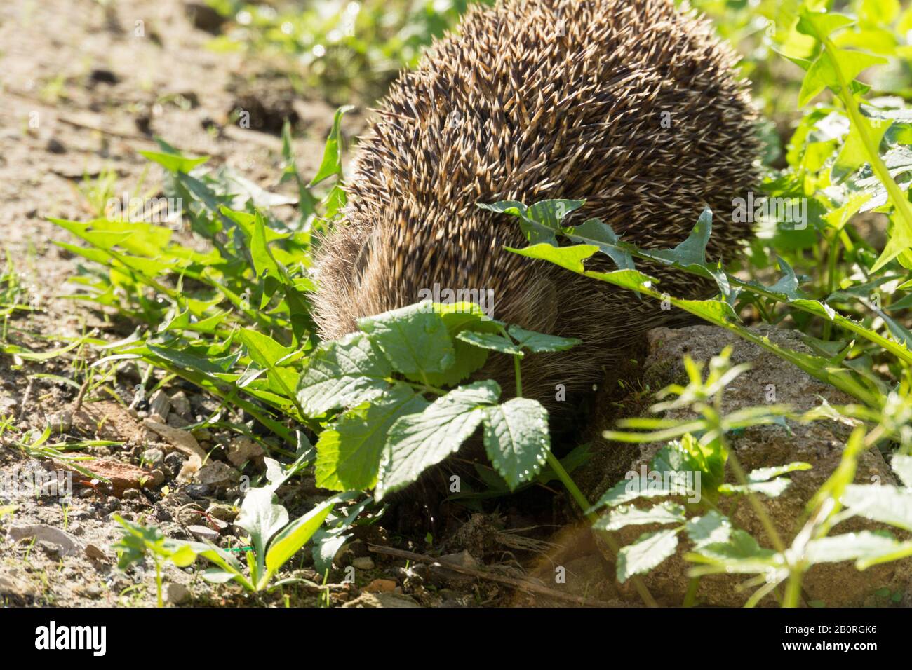 Cute big hedgehog on a walk in the garden Stock Photo - Alamy