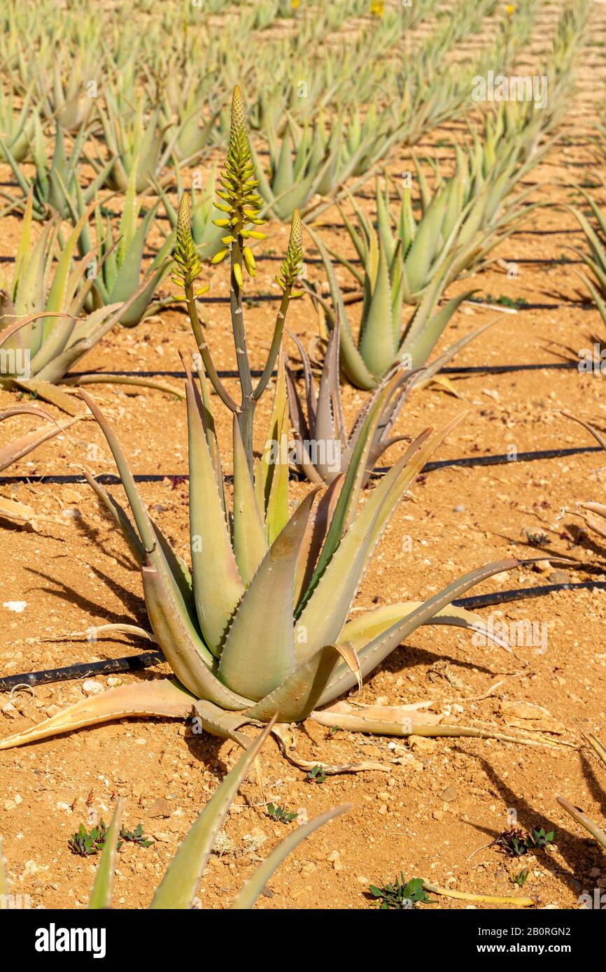 Aloe vera farm hi-res stock photography and images - Alamy