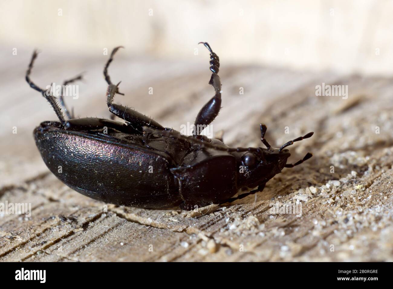 Big beetle of black color on wooden background Stock Photo - Alamy
