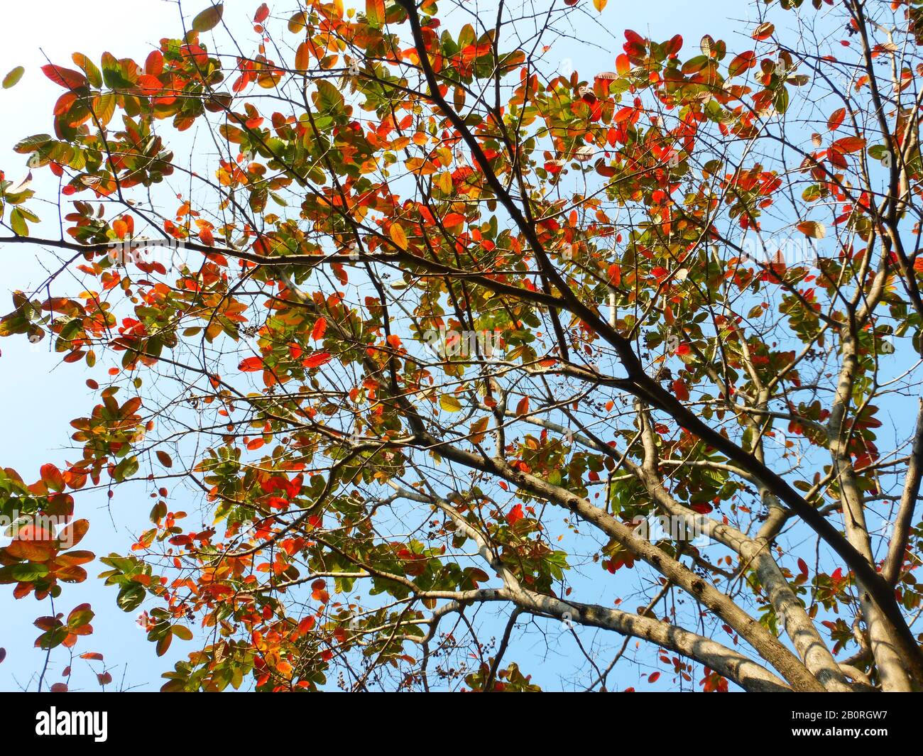 Red leaves, very beautiful Stock Photo - Alamy