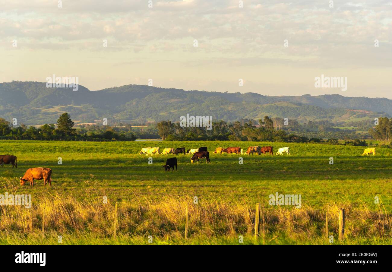 Rural landscape in southern Brazil. Area of farms where cattle breeding ...