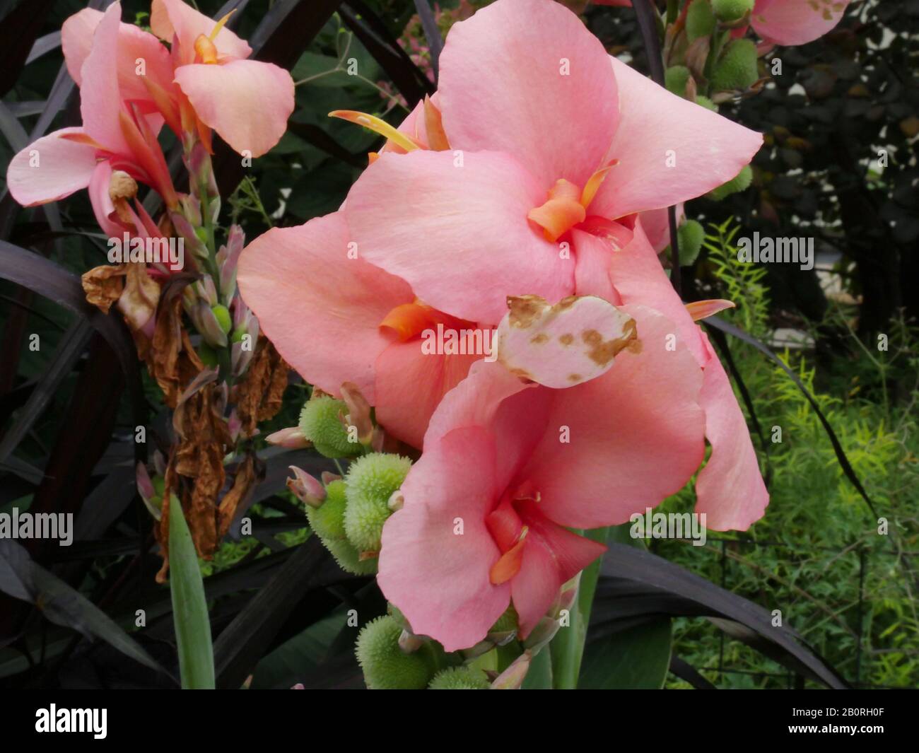 Light pink canna lily flowers in a garden Stock Photo - Alamy
