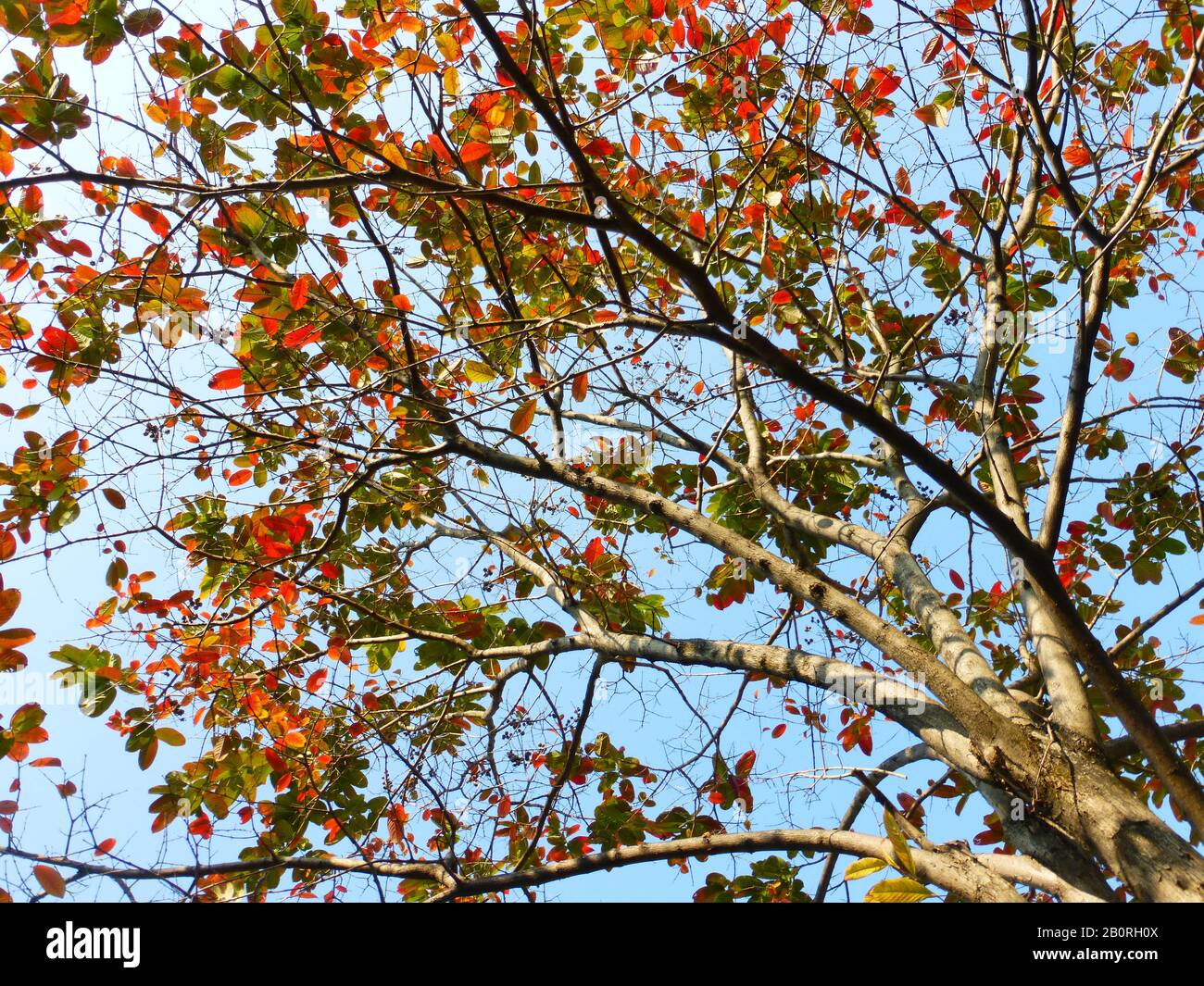 Red leaves, very beautiful Stock Photo - Alamy
