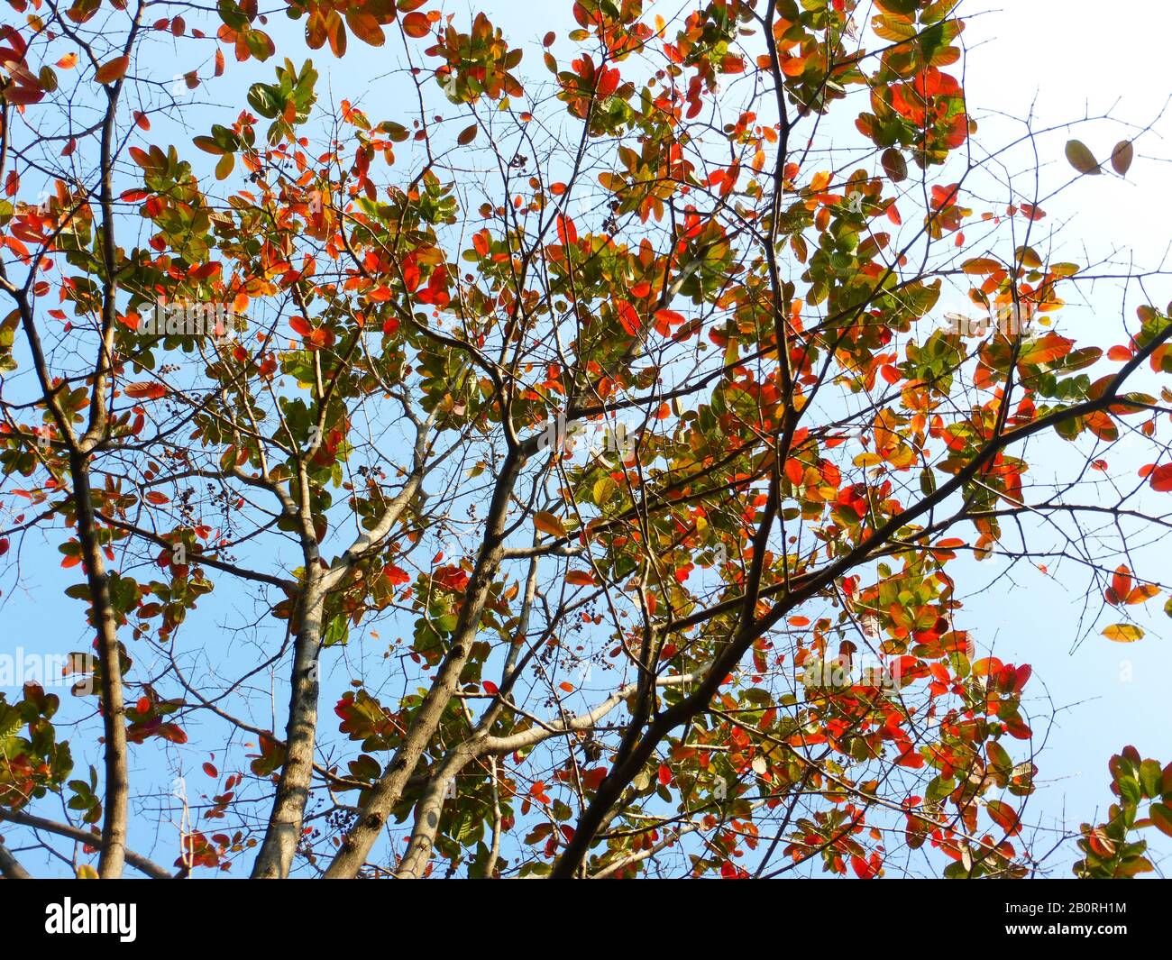 Red leaves, very beautiful Stock Photo - Alamy