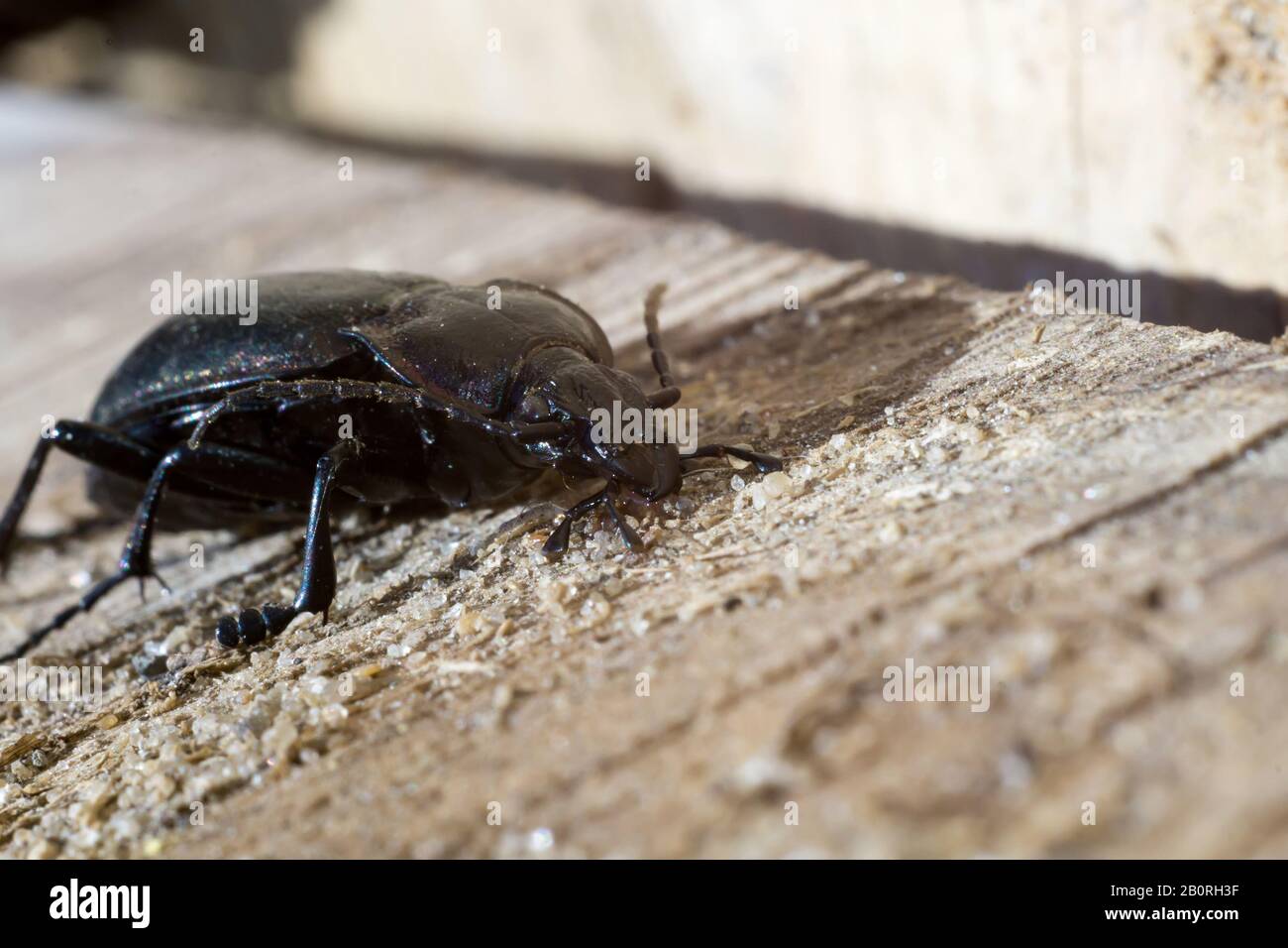 Big beetle of black color on wooden background Stock Photo - Alamy