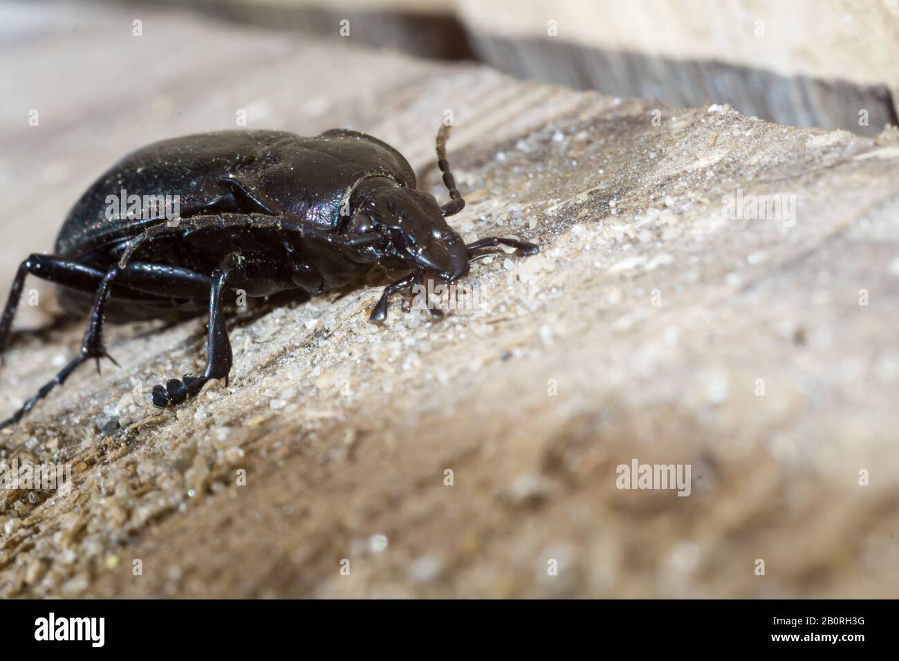 Big beetle of black color on wooden background Stock Photo - Alamy