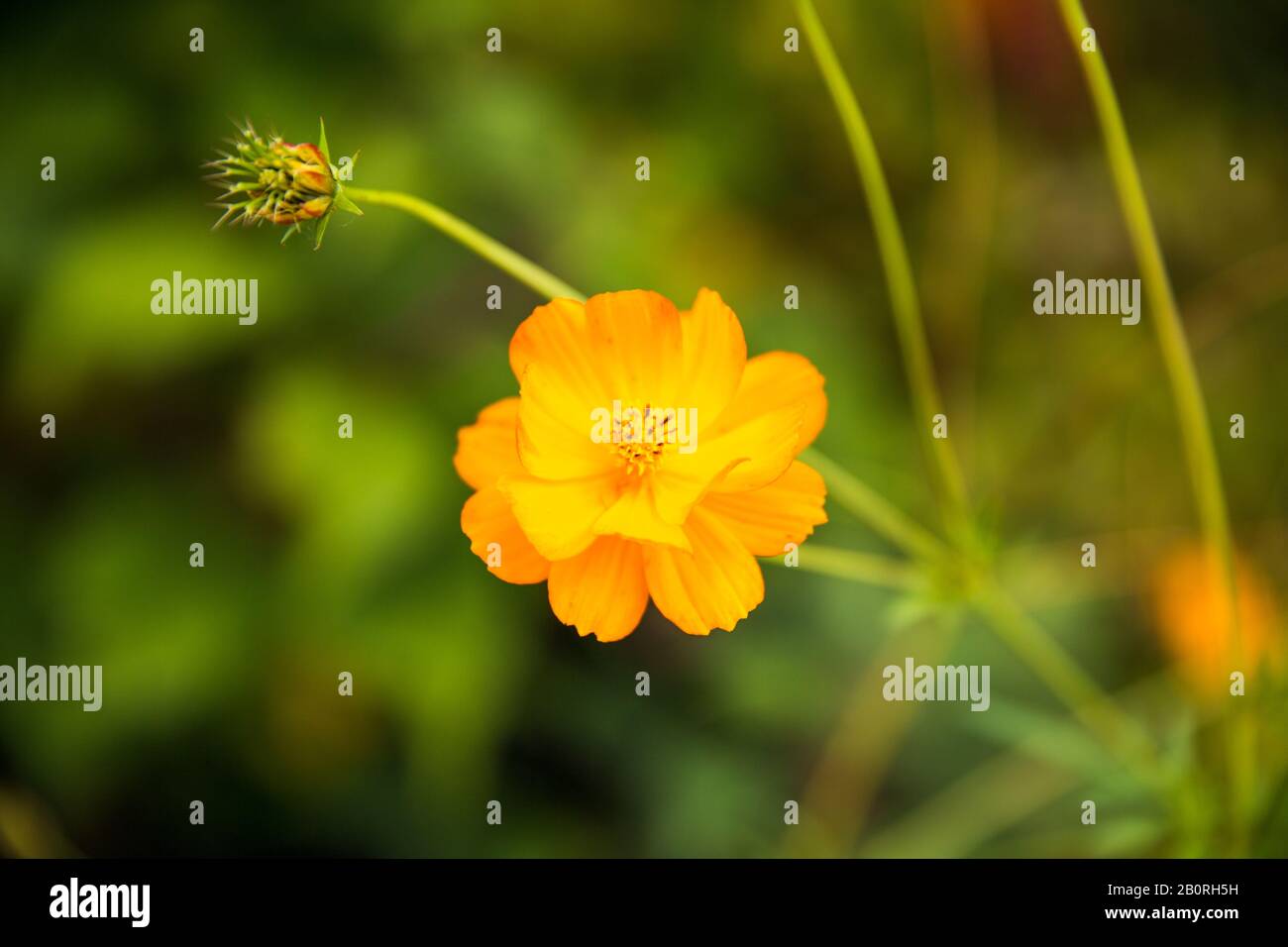 Sulfur cosmos hi-res stock photography and images - Alamy