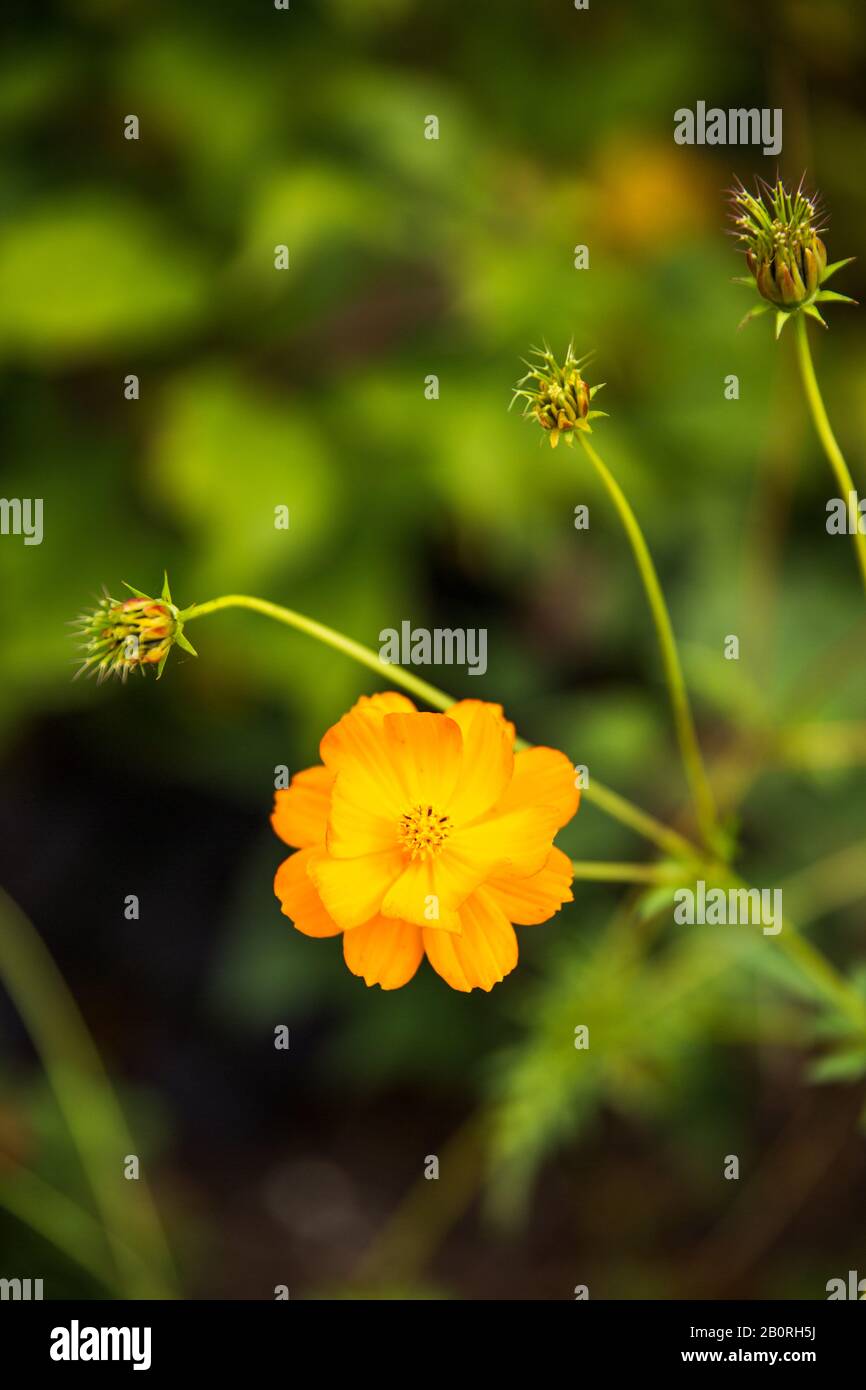 Sulfur cosmos hi-res stock photography and images - Alamy