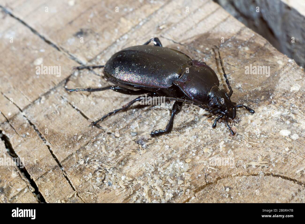 Pulse beetle hi-res stock photography and images - Alamy