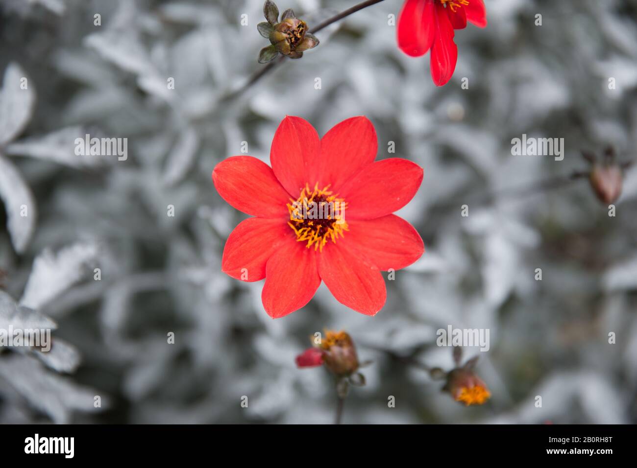 Mahogany Red High Resolution Stock Photography and Images - Alamy