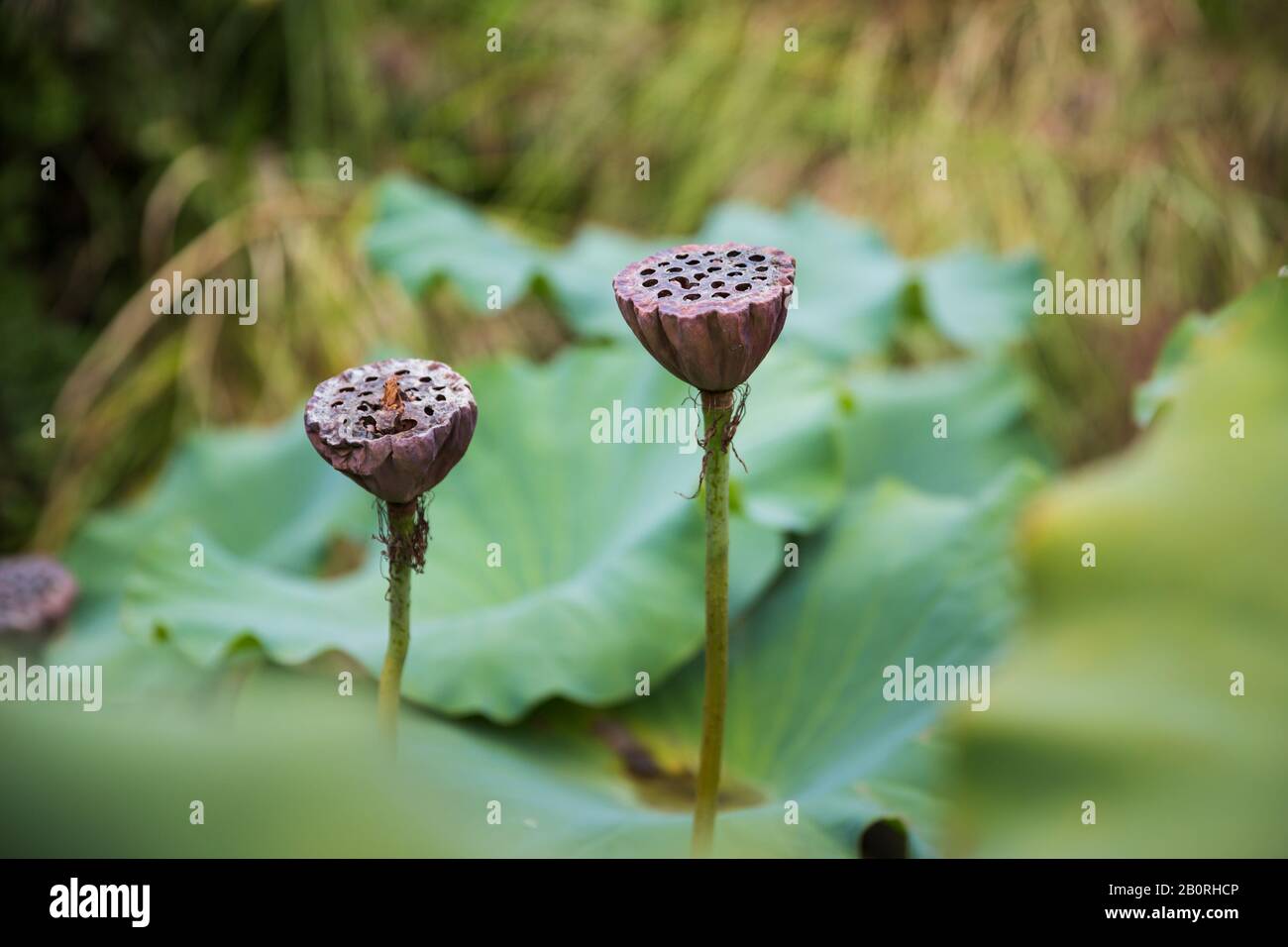 Dried Water Lily Pods and Stems In Pond Outdoors Stock Photo - Alamy