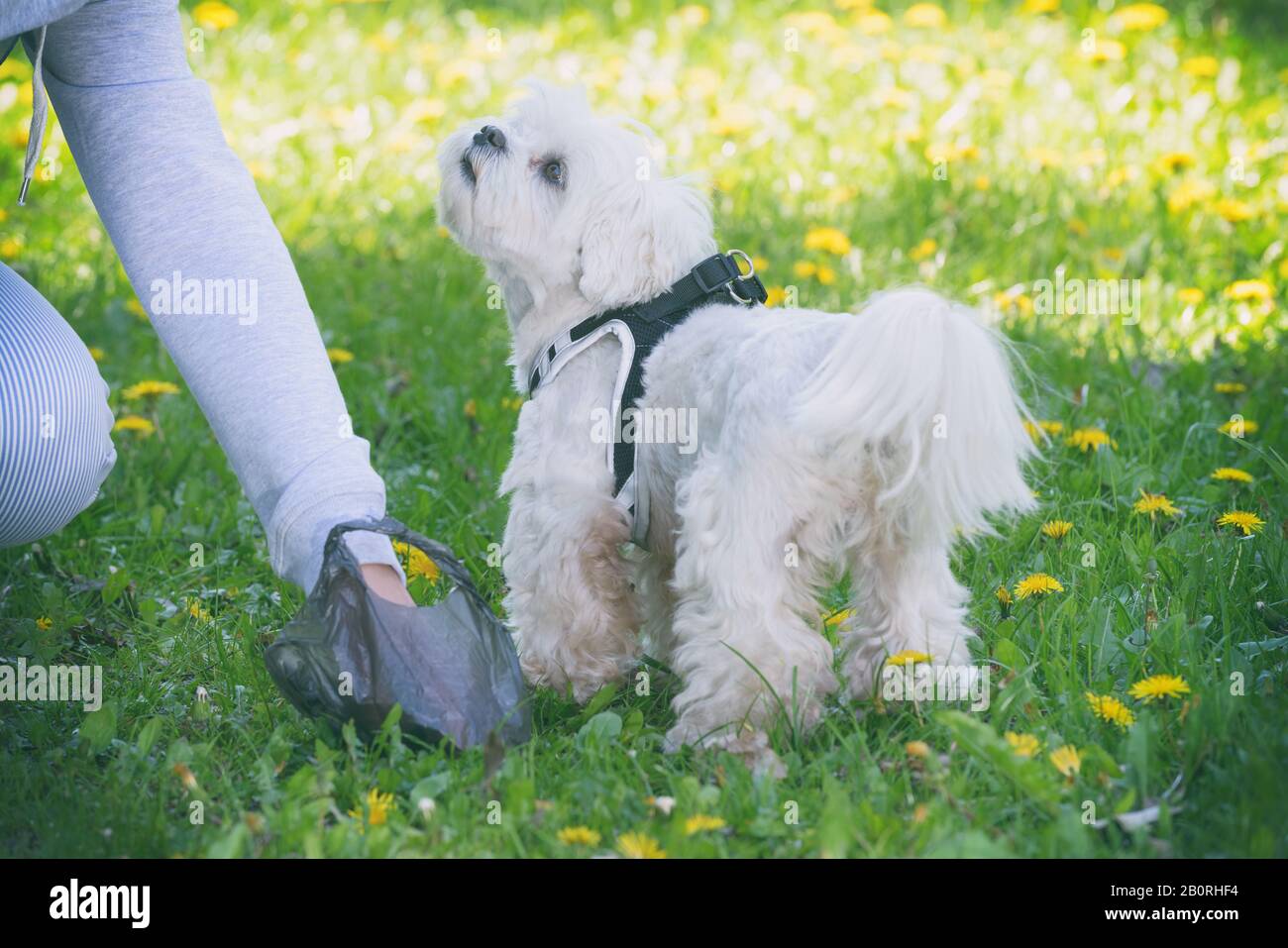 Owner cleaning up after the dog with plastic bag Stock Photo - Alamy