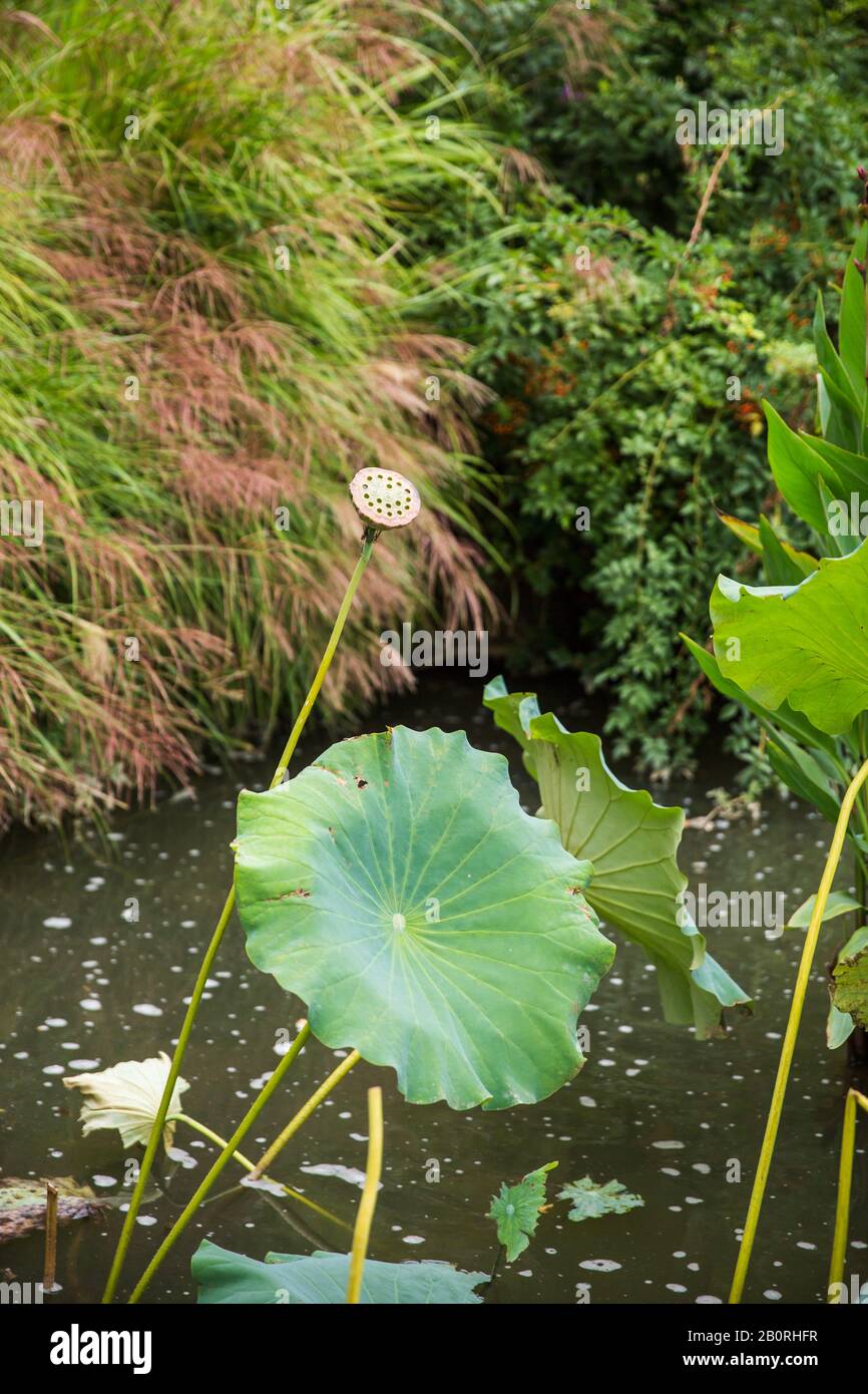 Dried Water Lily Pods and Stems In Pond Outdoors Stock Photo - Alamy