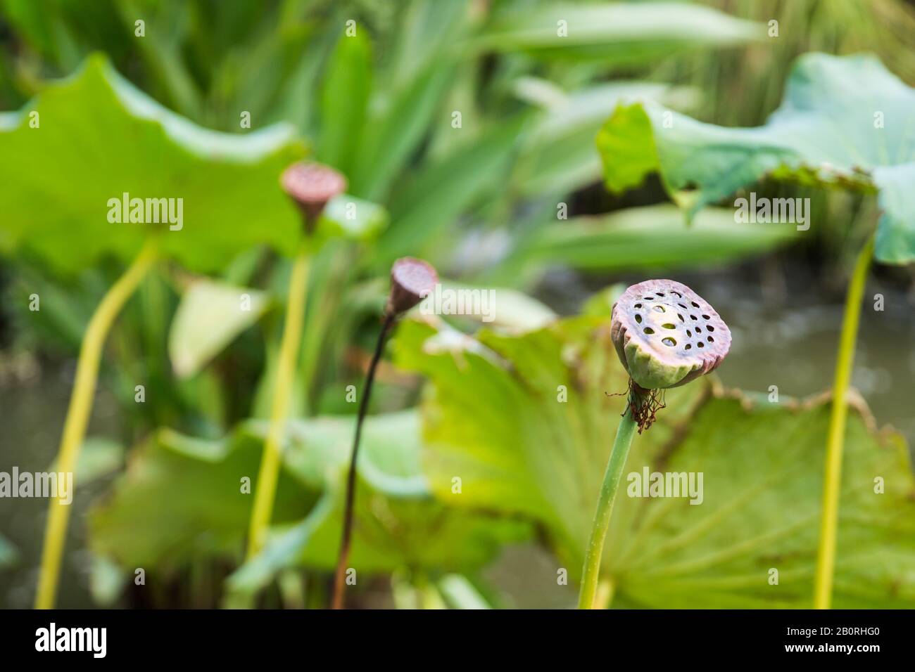 Lily stems hi-res stock photography and images - Alamy