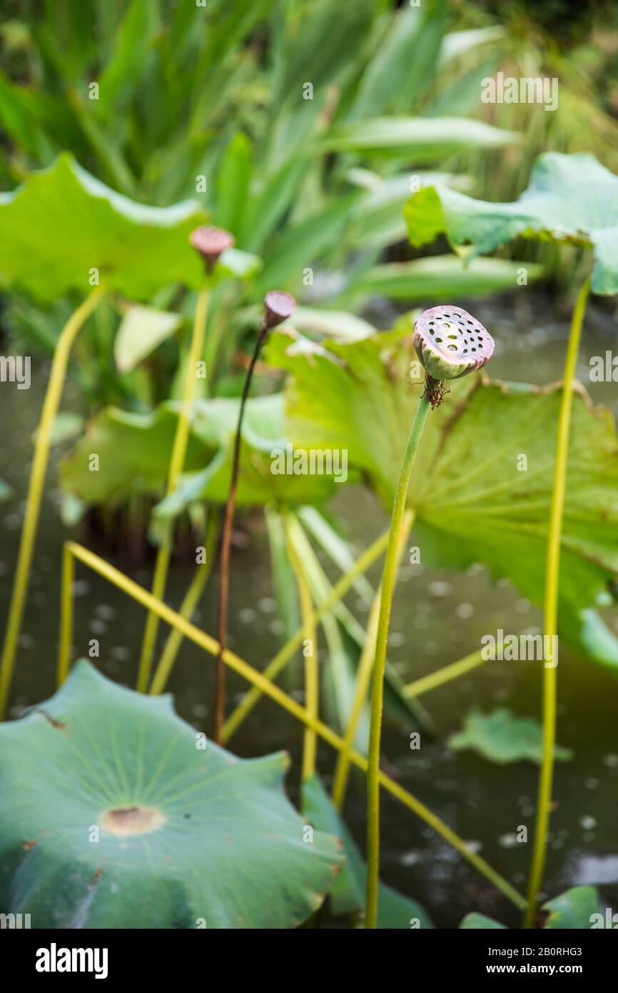 Dried Water Lily Pods and Stems In Pond Outdoors Stock Photo - Alamy