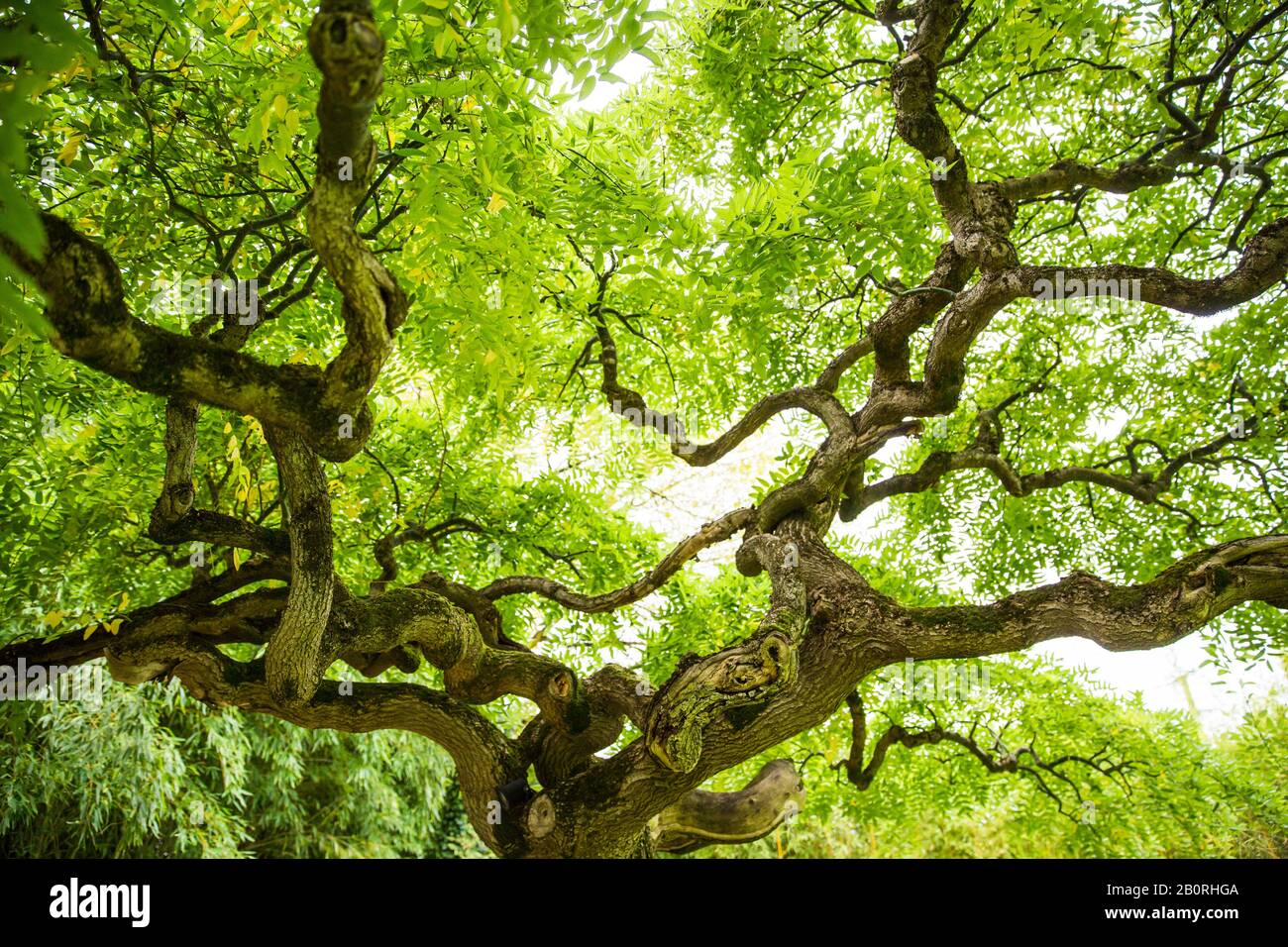Luxuriant foliage hi-res stock photography and images - Alamy