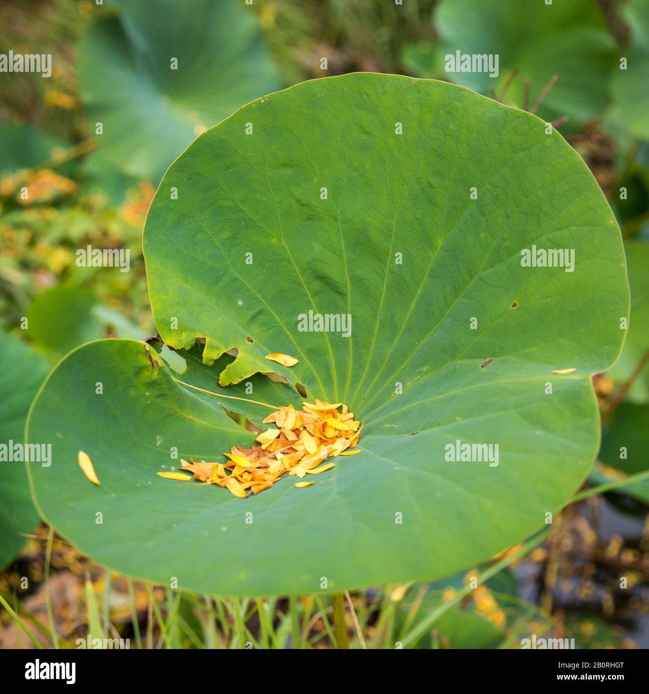 Giant Lotus Water Lily Leaves Gathering Smaller Golden Leaves in Green ...