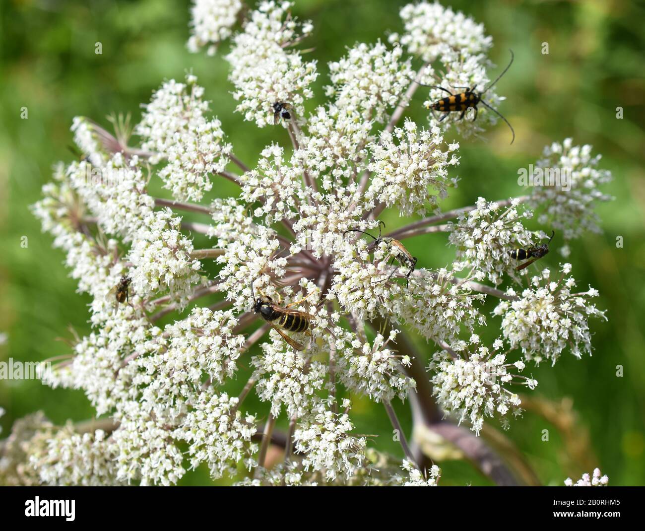 Insects pollination hi-res stock photography and images - Alamy