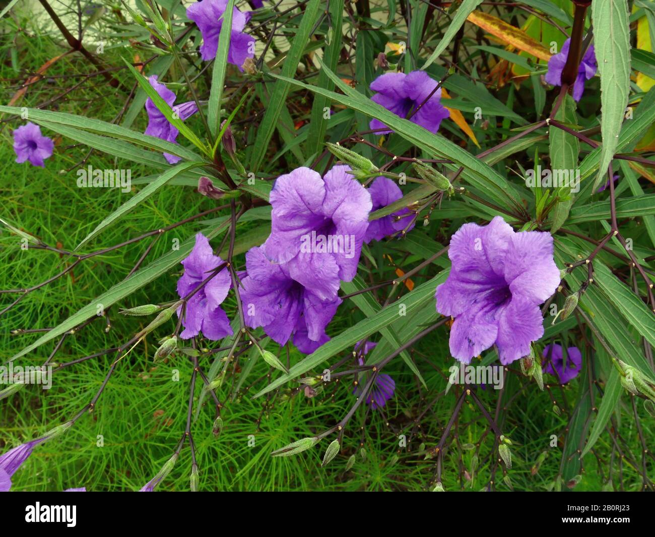 Patch of violet petunia flowers in a roadside Stock Photo - Alamy