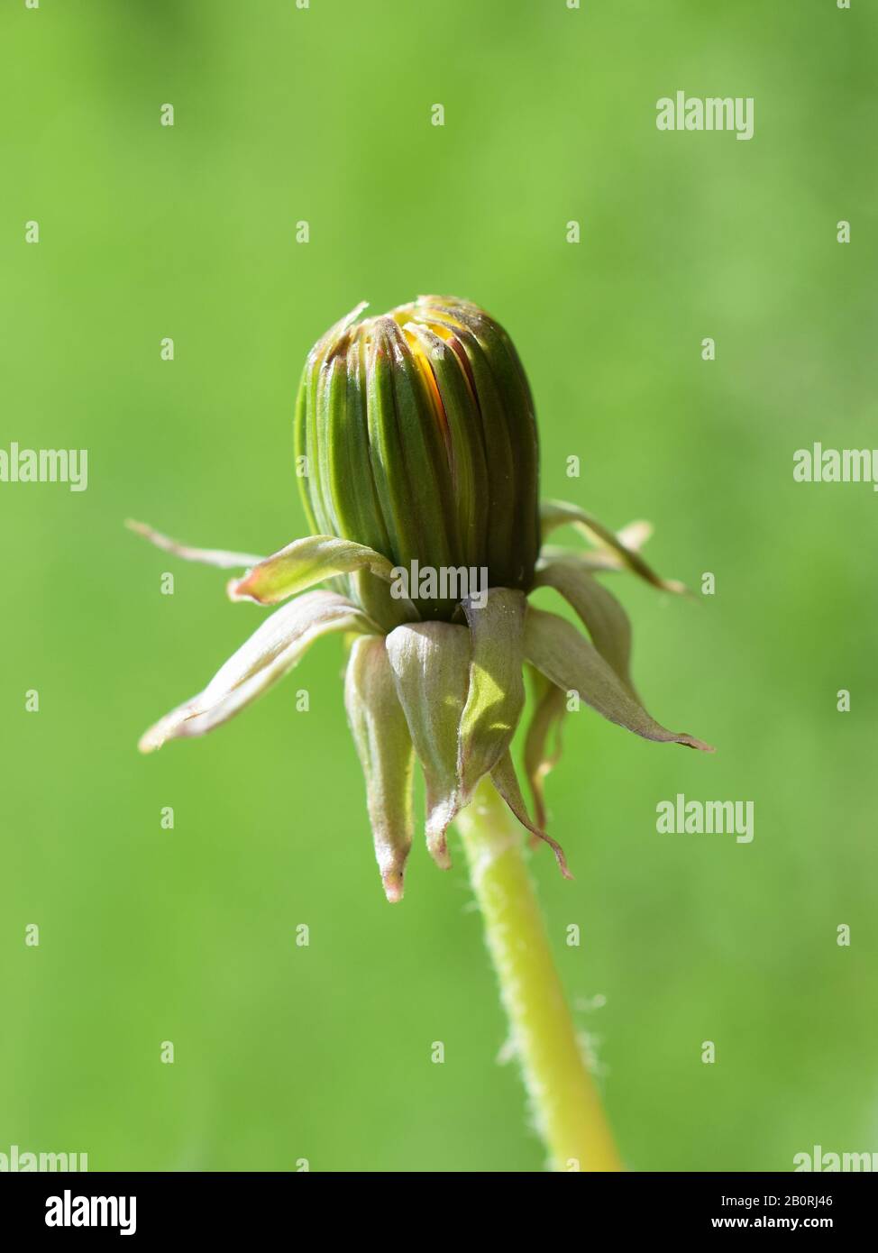 Dandelion bud hi-res stock photography and images - Alamy