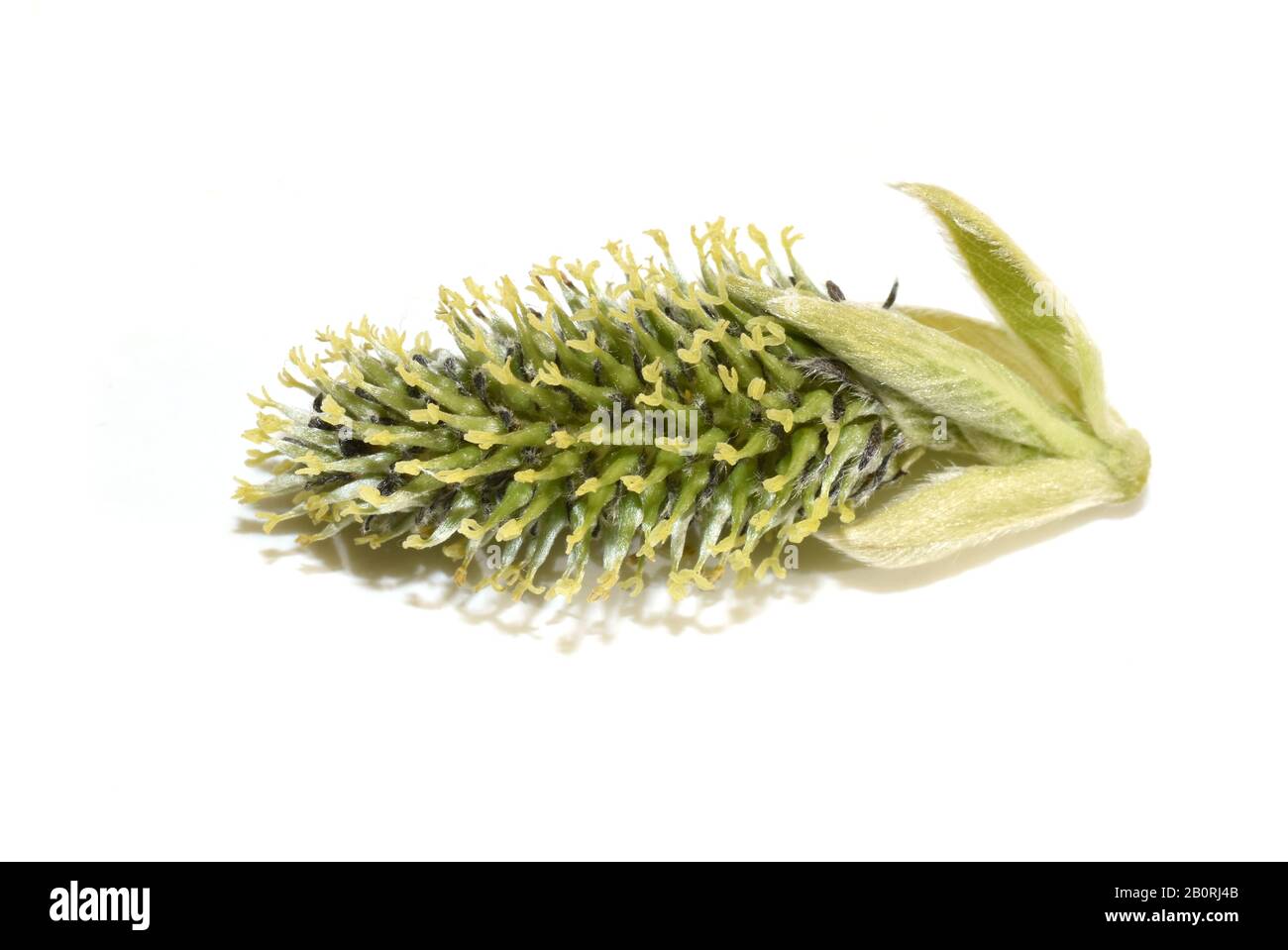 Female catkin from Salix tree isolated on white background Stock Photo ...