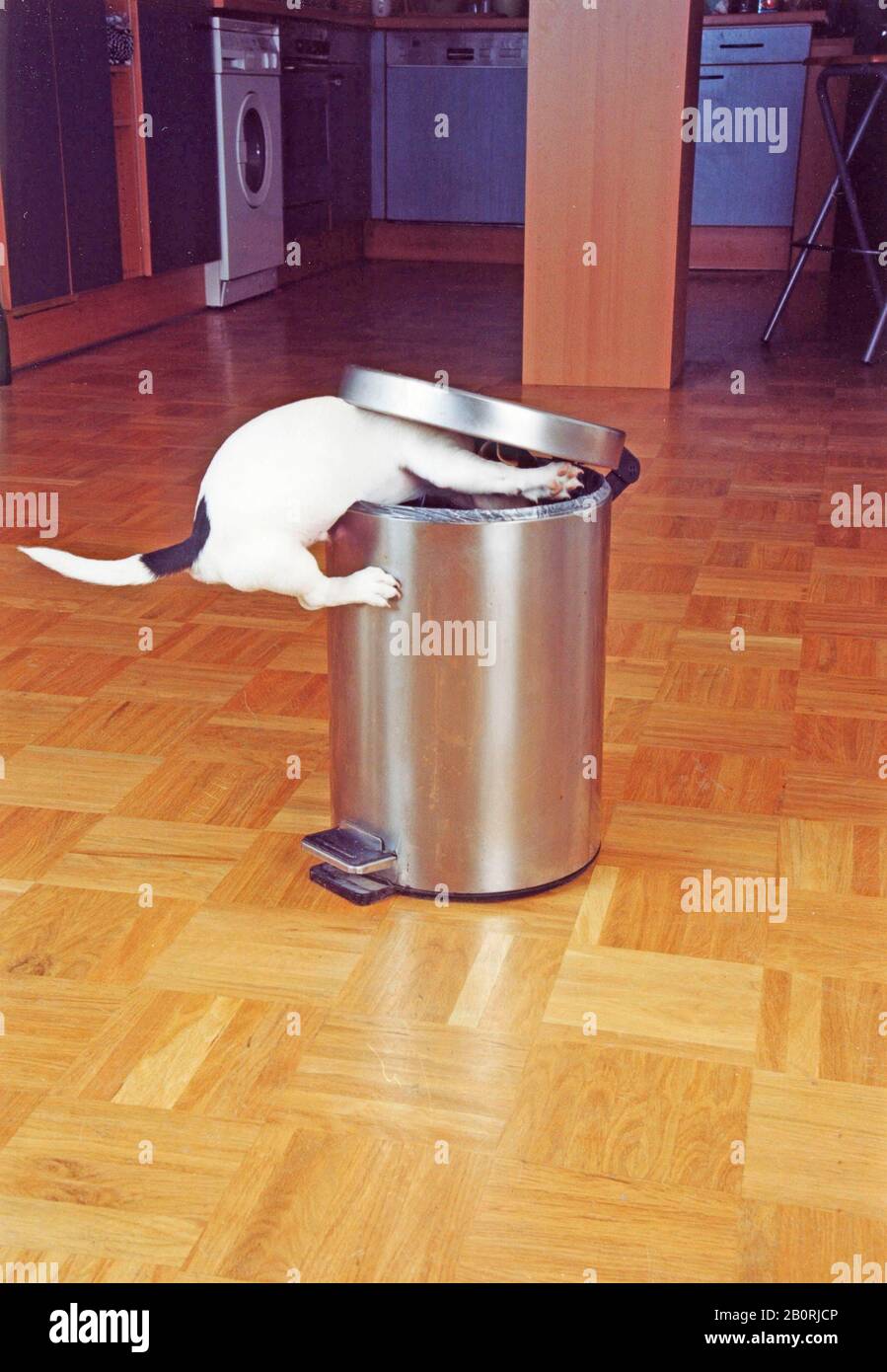 Jack Russell Terrier tries to raid the trash can, Germany Stock Photo ...