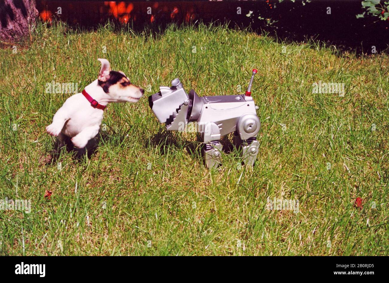 Jack Russell Terrier plays with robot dog, Germany Stock Photo - Alamy
