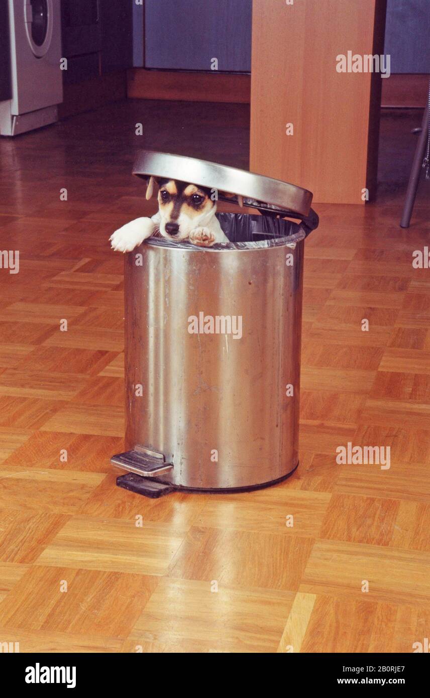Jack Russell Terrier tries to raid the trash can, Germany Stock Photo ...