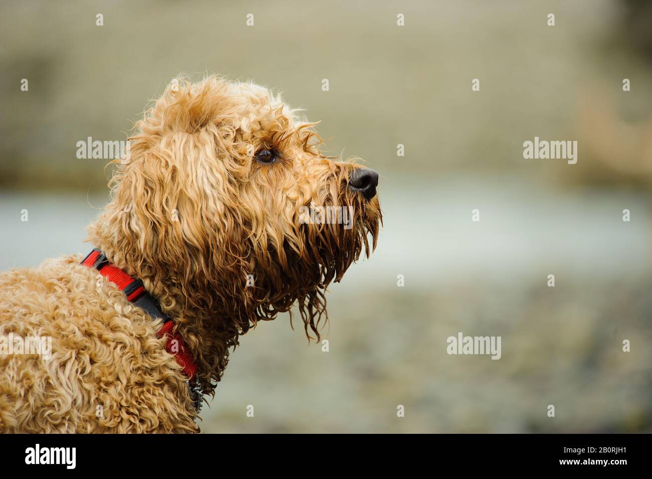 Doodle dog hi-res stock photography and images - Alamy