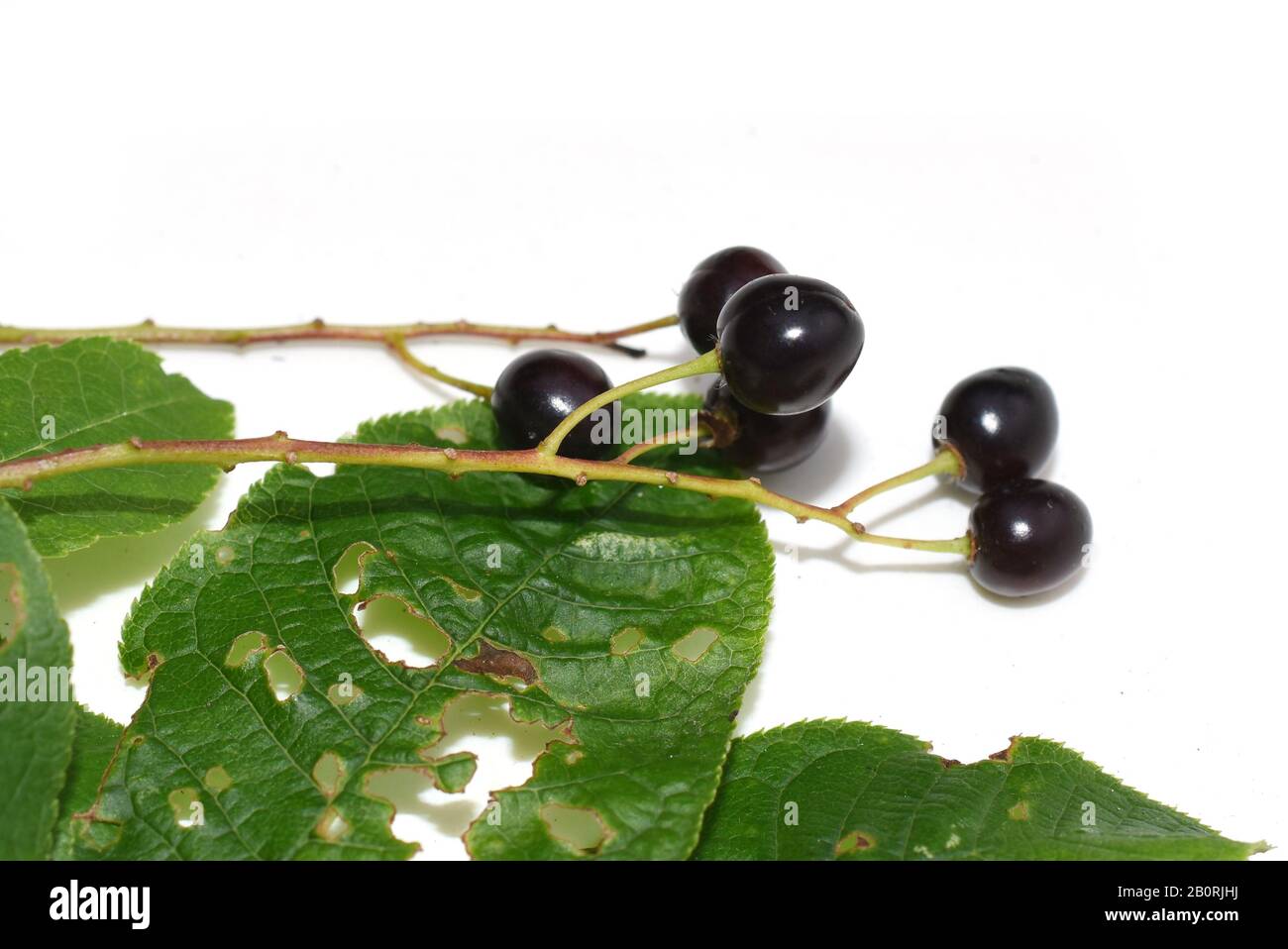 Black bird berry hi-res stock photography and images - Alamy