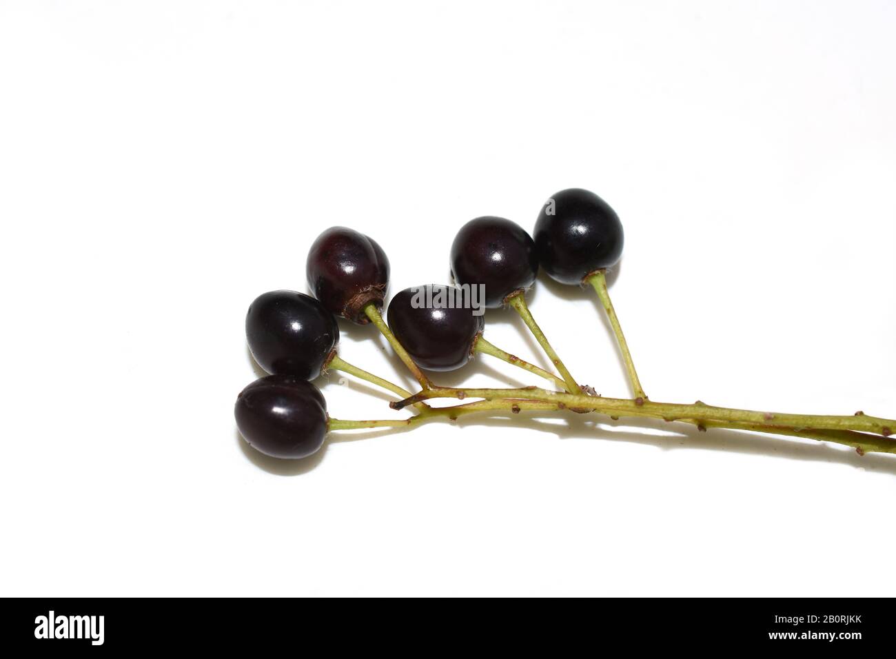 Black bird berry hi-res stock photography and images - Alamy