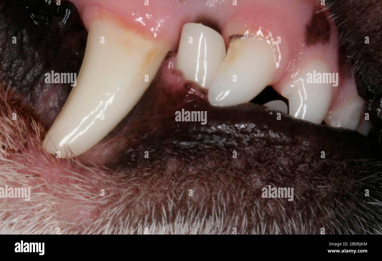 Teeth jack russell terrier hi-res stock photography and images - Alamy
