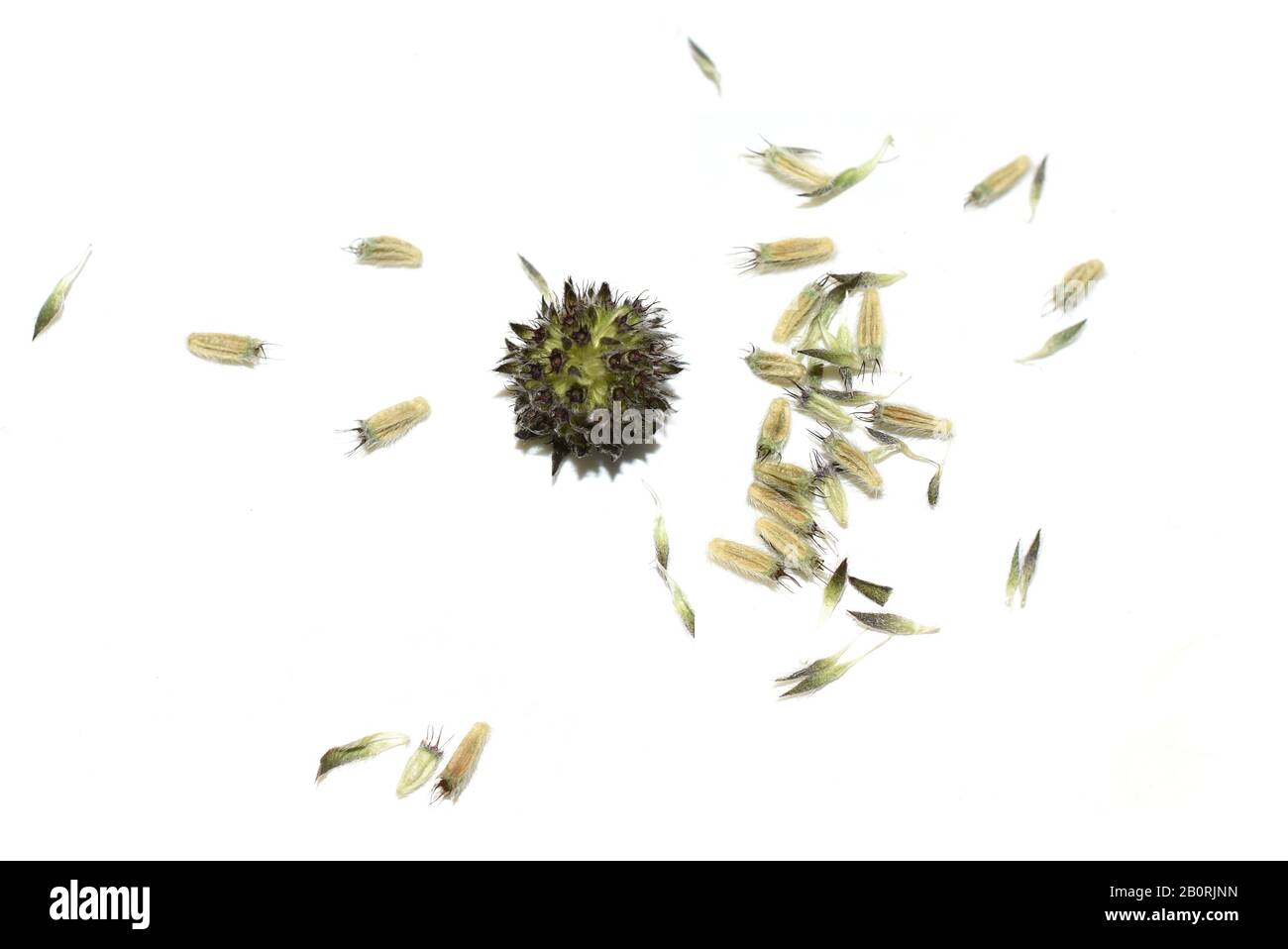 Scabious seed hi-res stock photography and images - Alamy