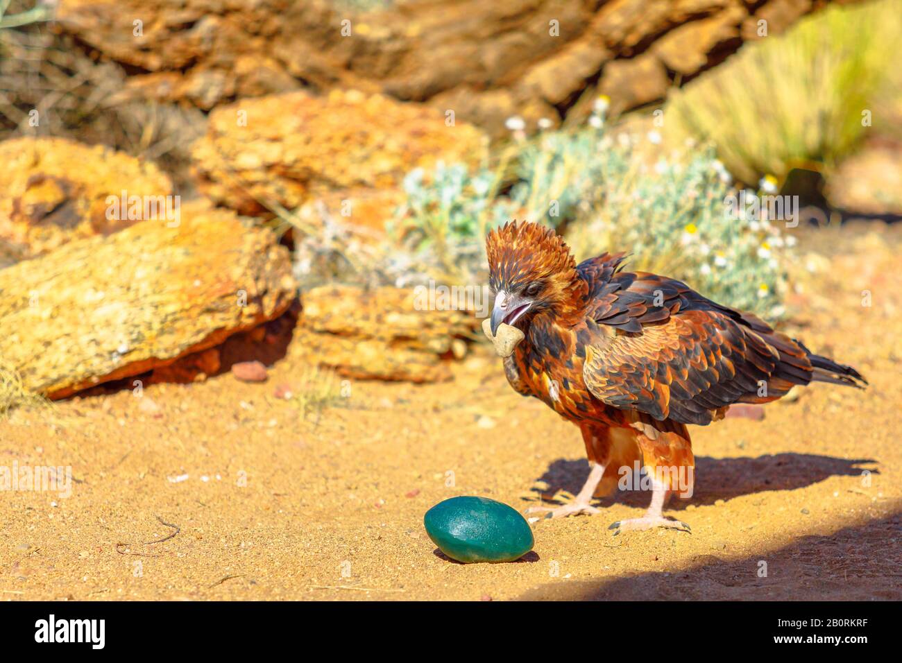 Black breasted buzzard cracking an egg hi-res stock photography and ...