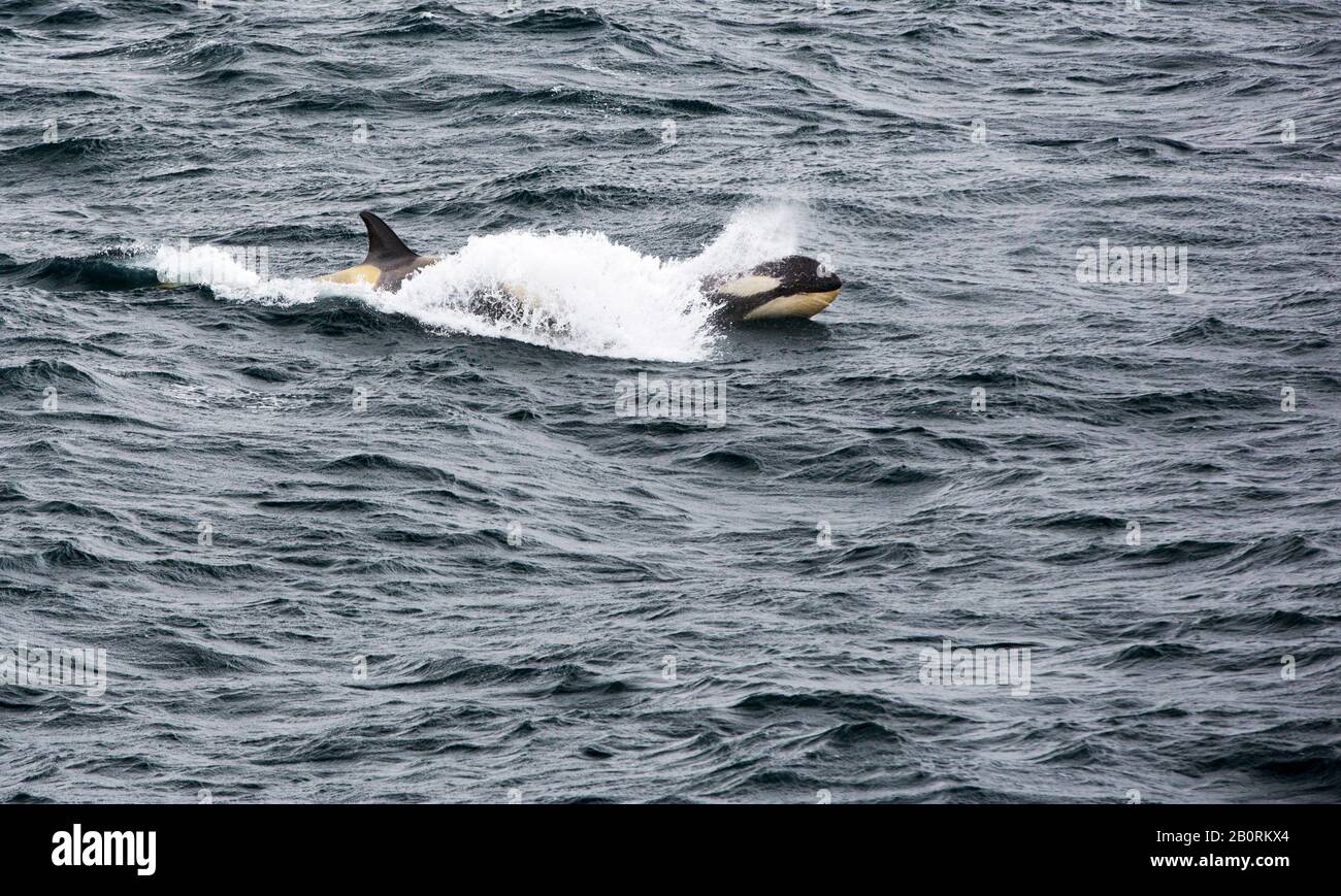 Antarctic Killer Whales Orcinus orca near Fournier Bay, Antarctica ...