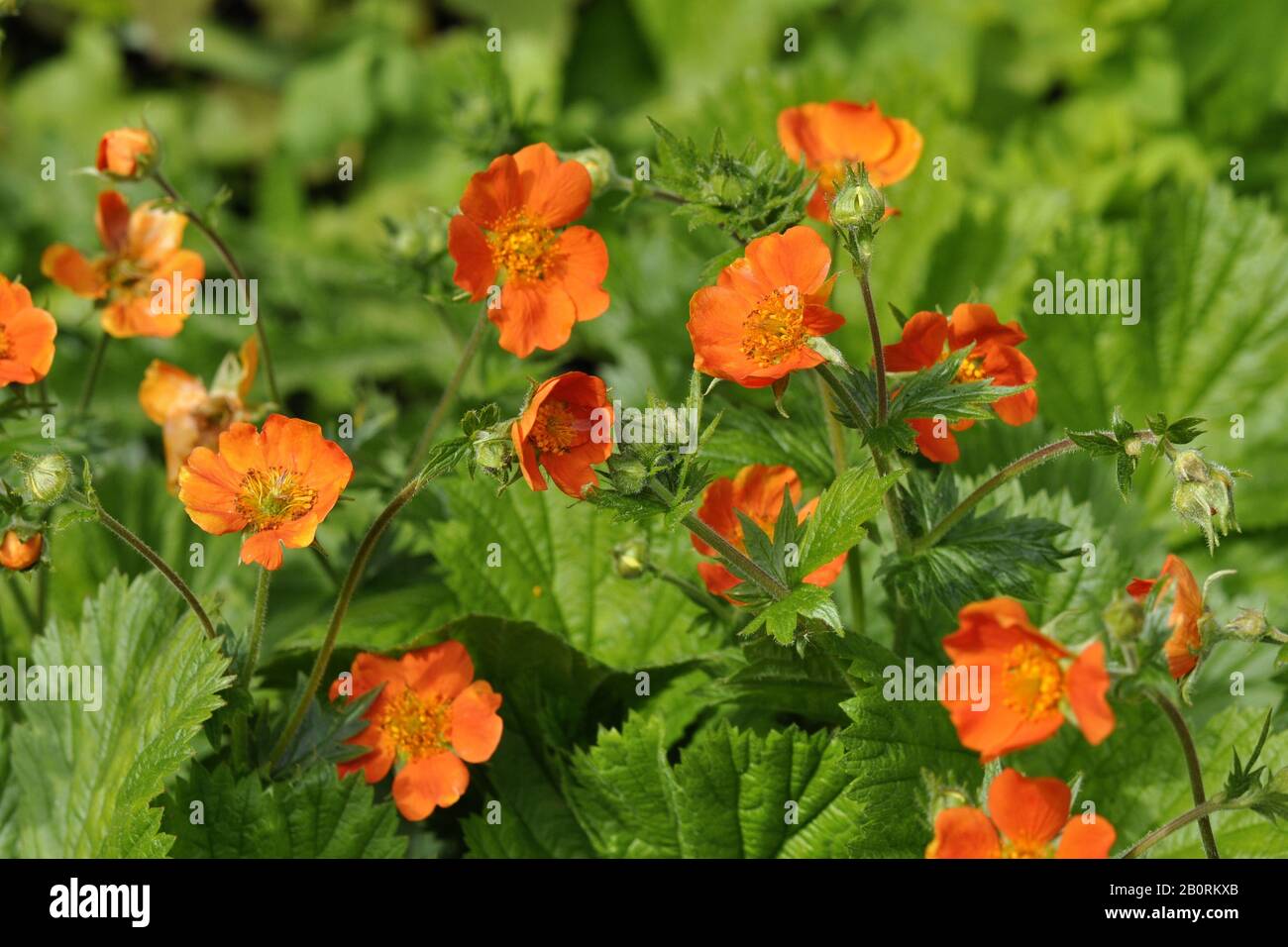 Orange geum hi-res stock photography and images - Alamy