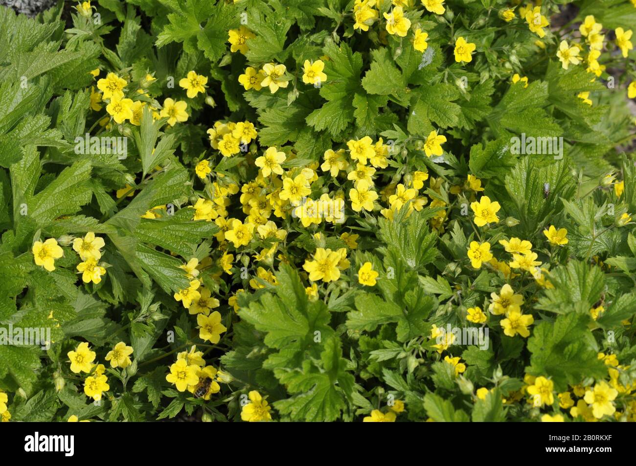 Barren flower hi-res stock photography and images - Alamy