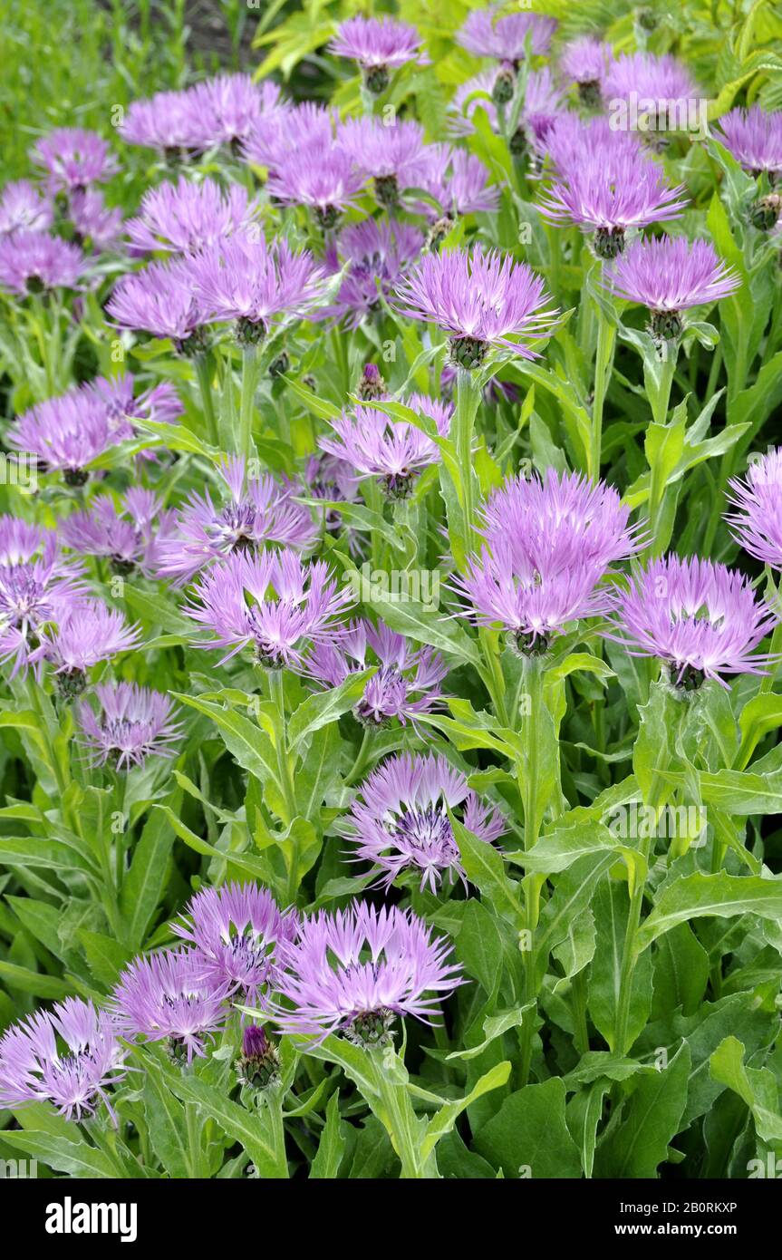 Centaurea montana purple hi-res stock photography and images - Alamy