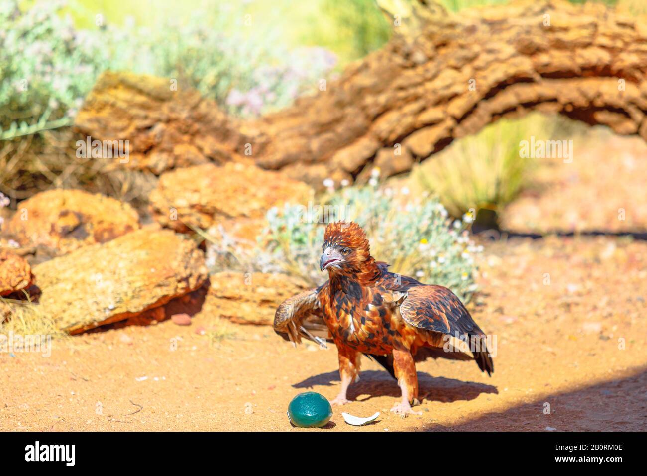 Black-breasted Buzzard bird of prey. Cracking an emu egg with a stone ...
