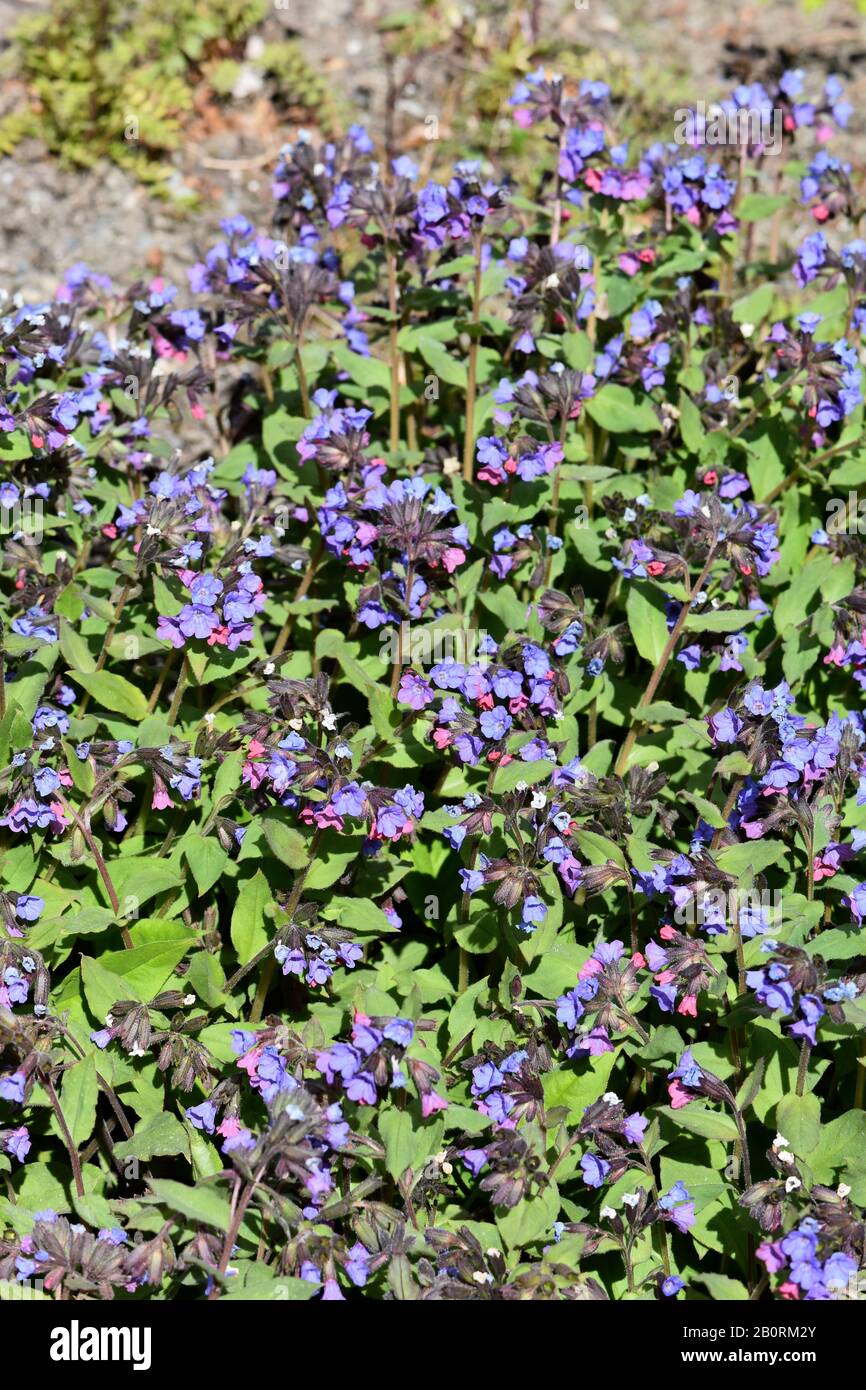 Pulmonaria Saccharata