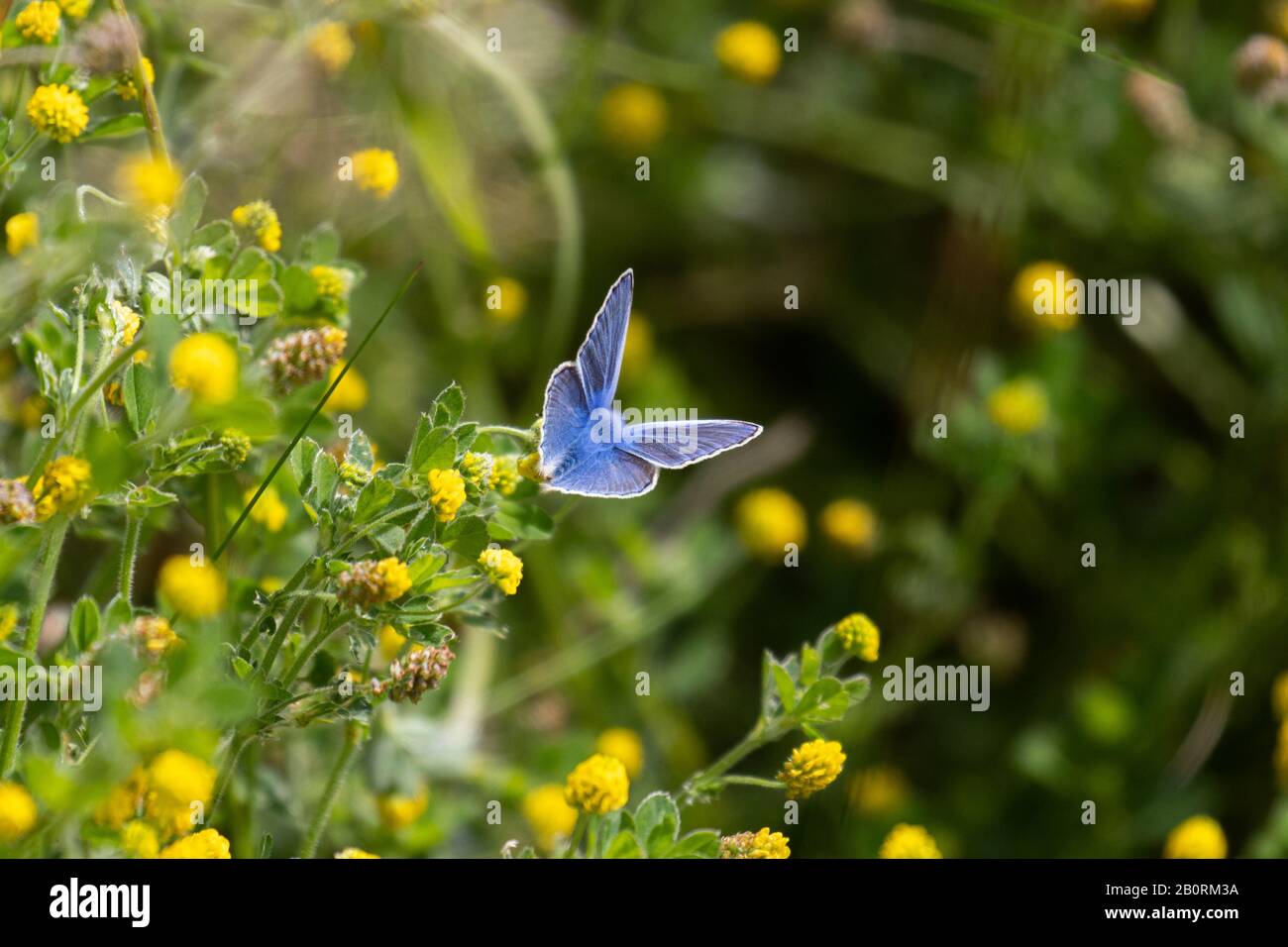 Delicate insects hi-res stock photography and images - Alamy