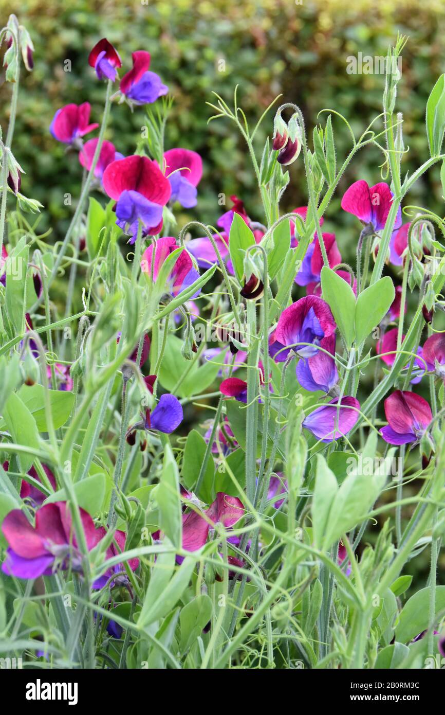 Mixed sweet pea hi-res stock photography and images - Alamy
